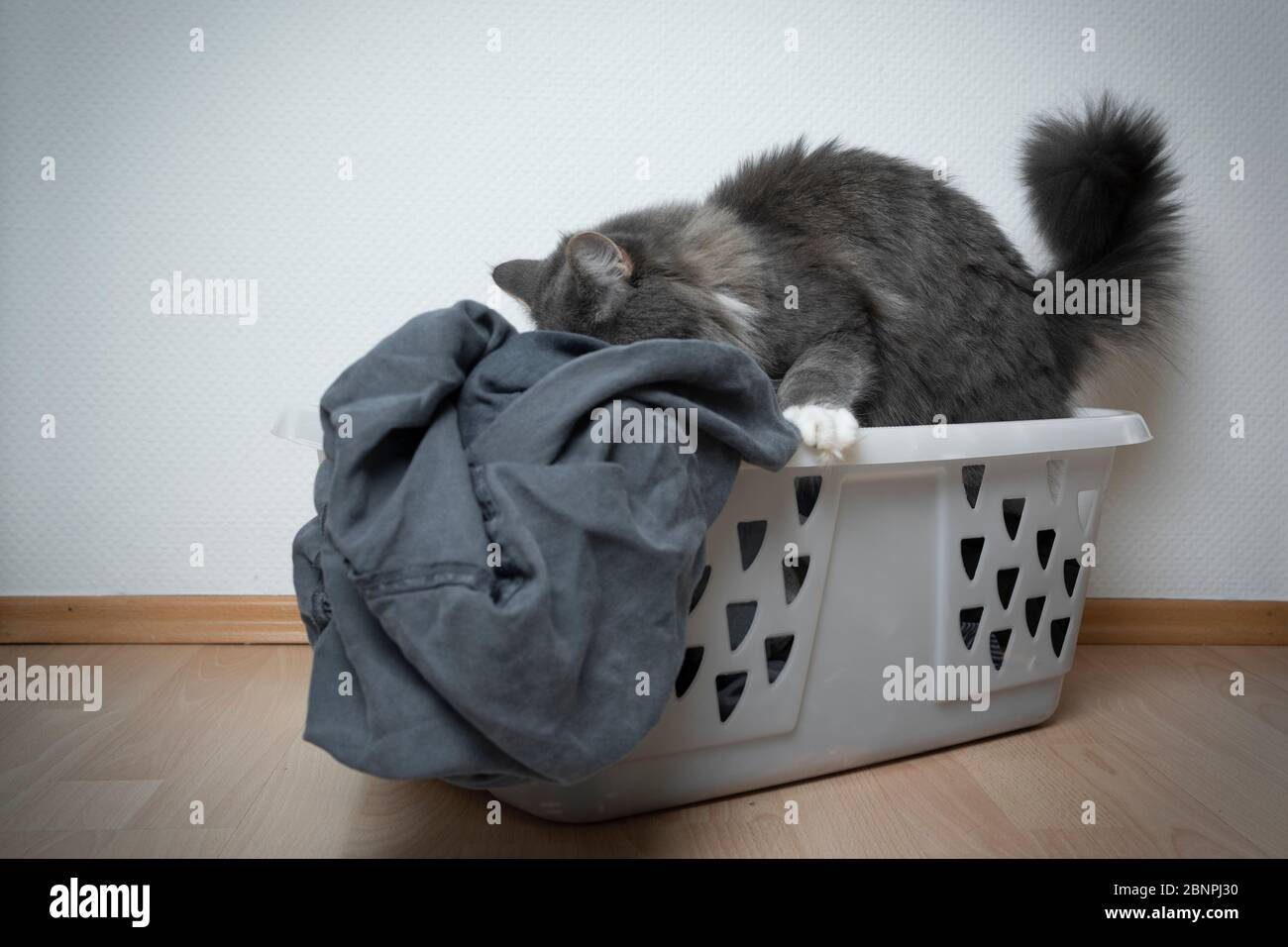 cute cat resting in laundry basket digging in clothes Stock Photo - Alamy