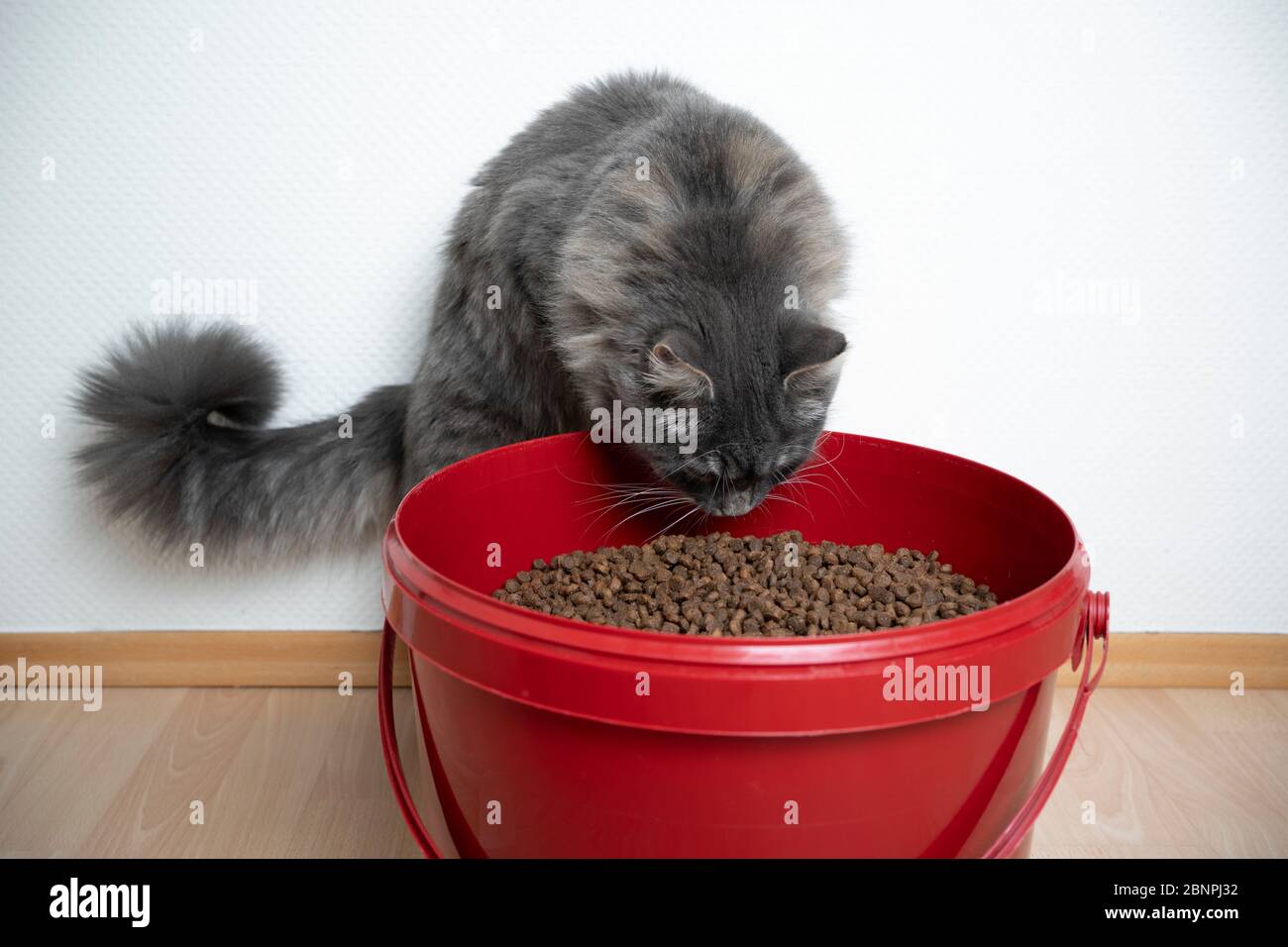 hungry blue tabby maine coon cat standing behind big bucket with large ...