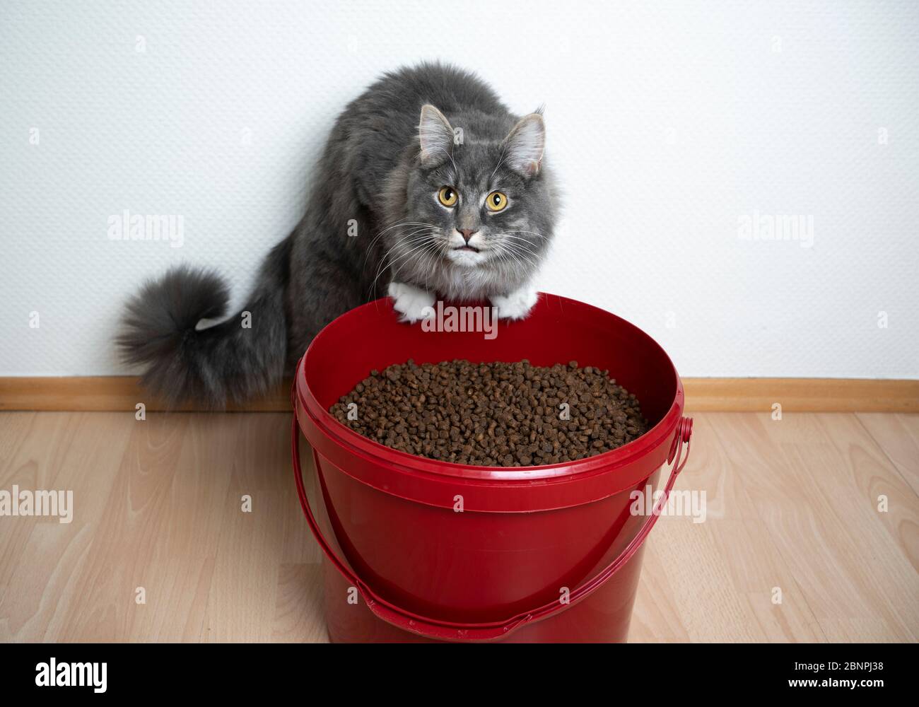 hungry blue tabby maine coon cat standing behind big bucket with large ...