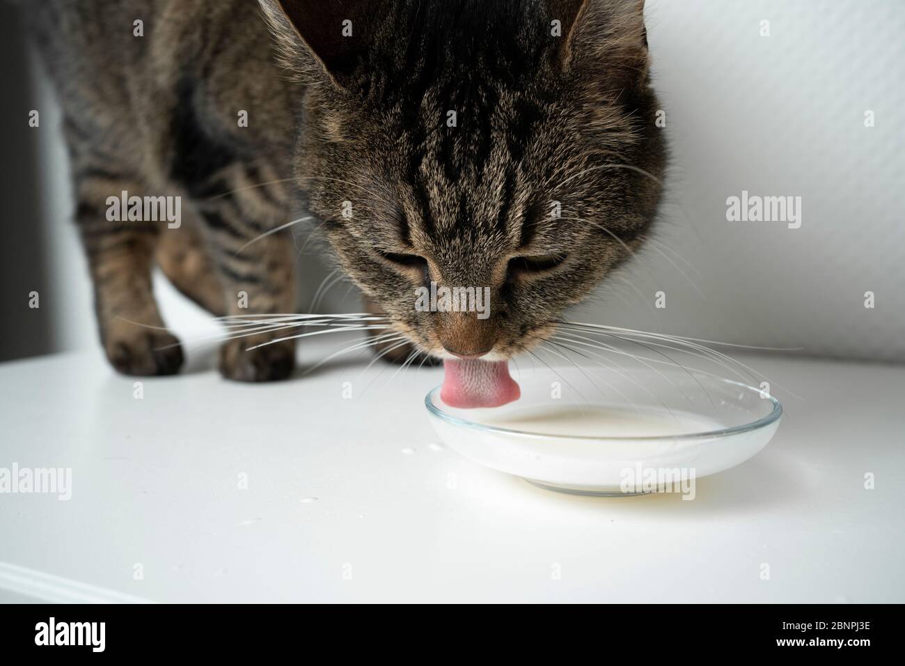 Cat drinking milk hi-res stock photography and images - Alamy