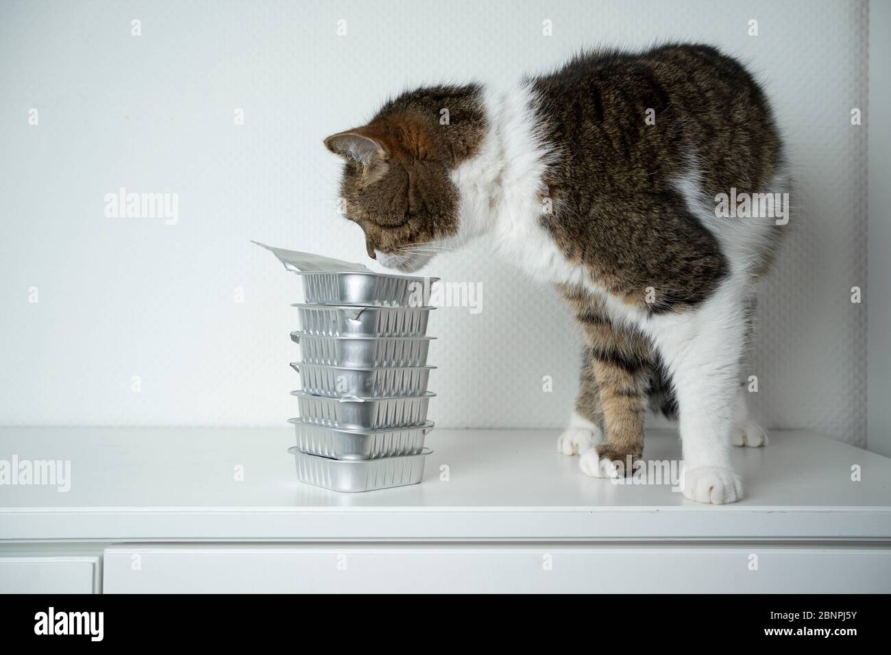 Tabby white british shorthair cat smelling food in aluminum container ...