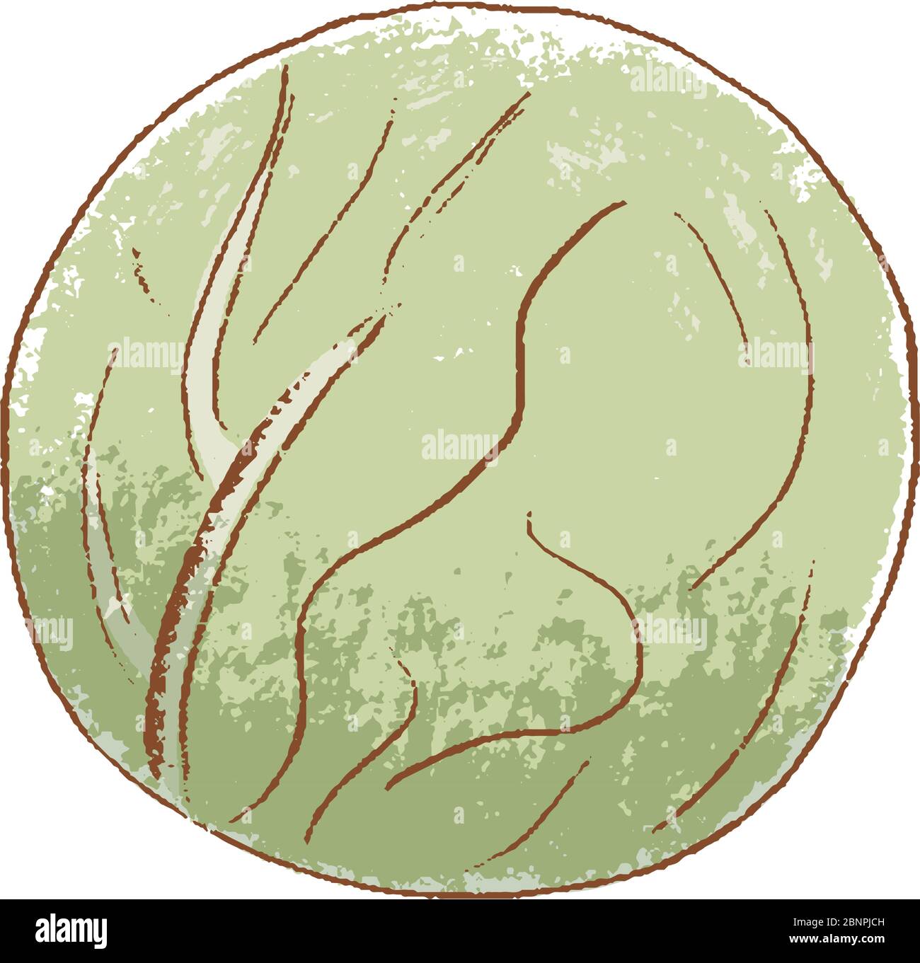 Fresh green cabbage vegetable isolated. cabbage for farm market ...