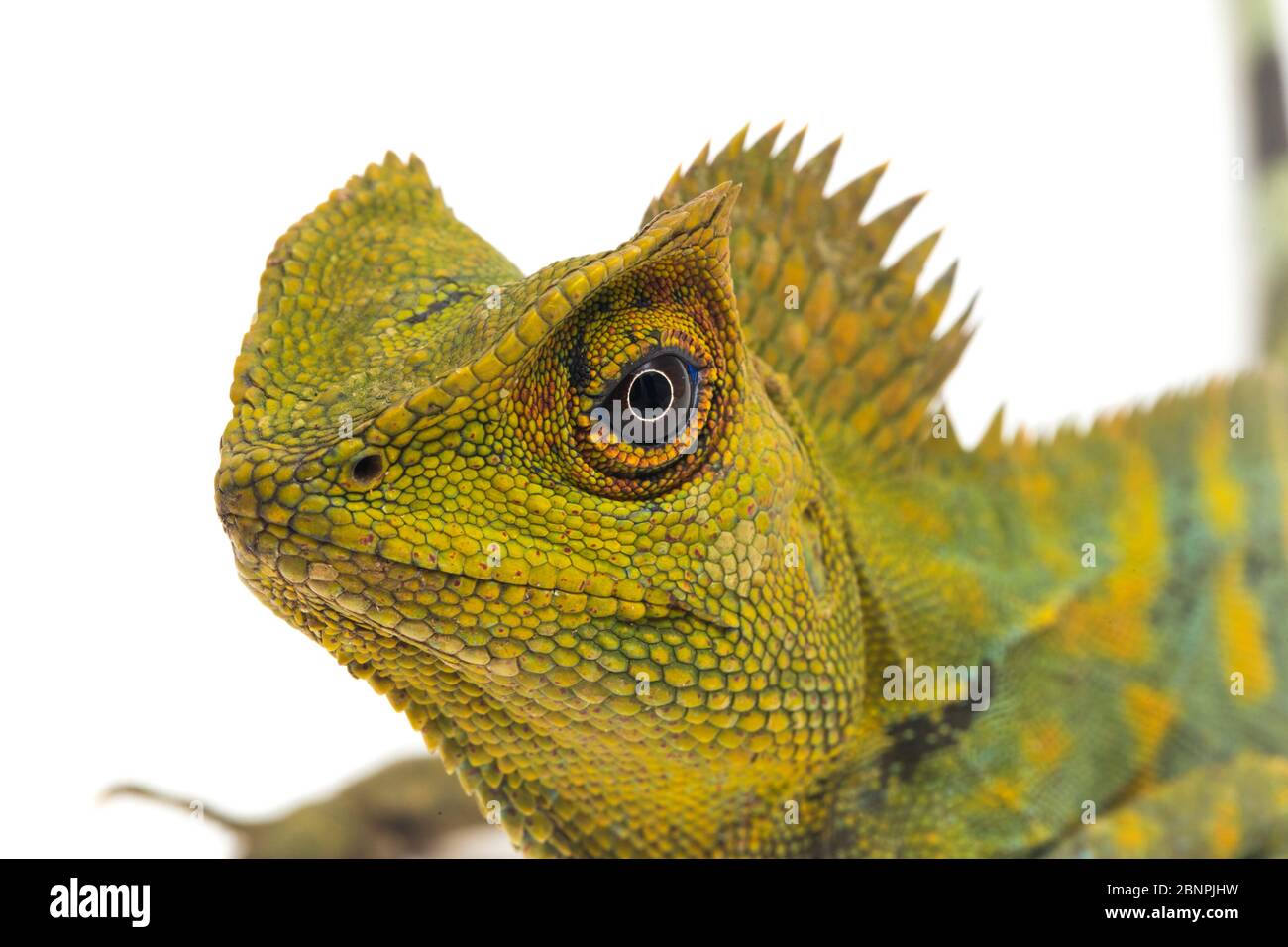 Chameleon forest dragon / Gonocephalus chamaeleontinus isolated on ...