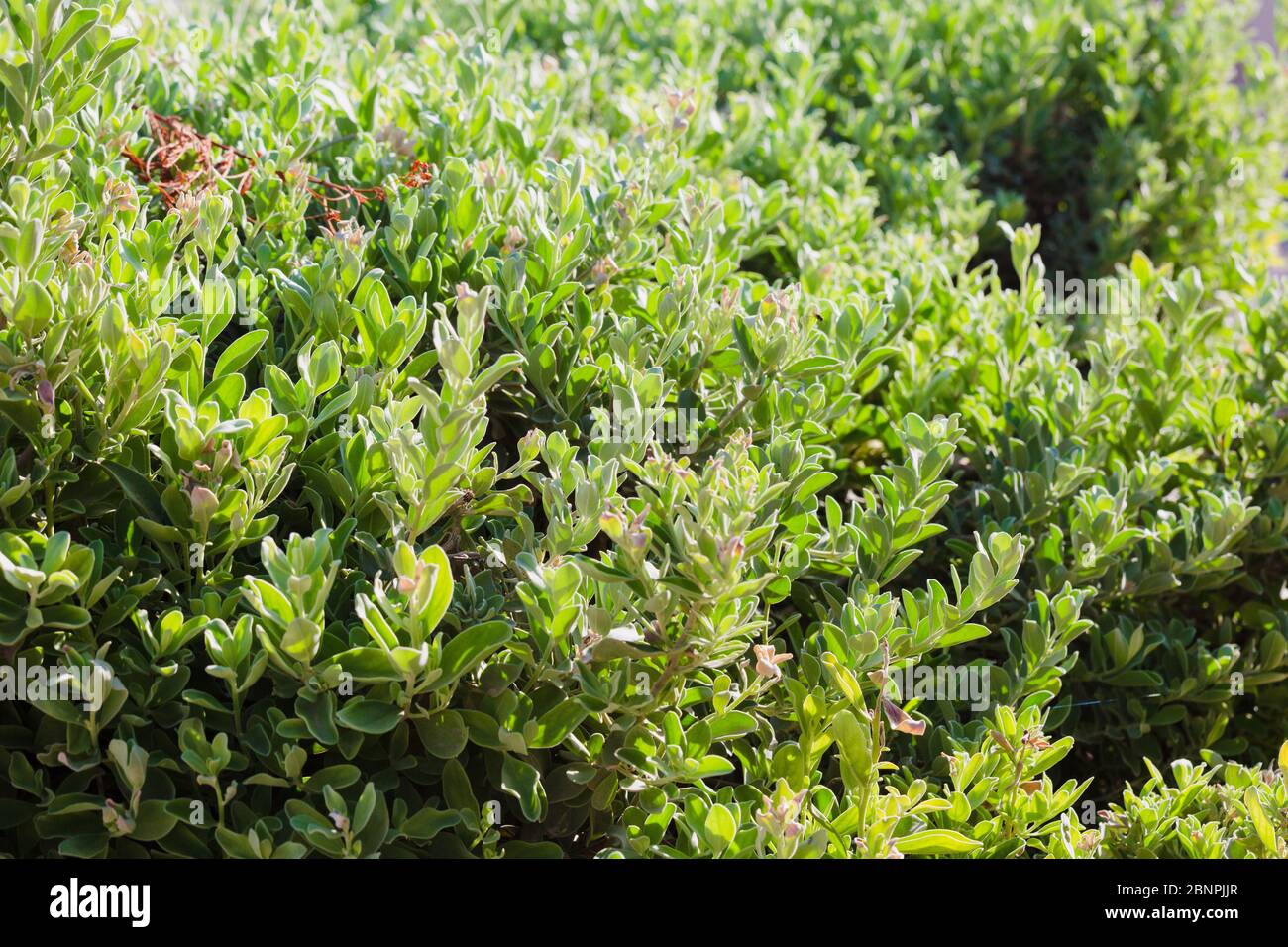 Abstract Nature Background of a Garden Hedge Stock Photo - Alamy