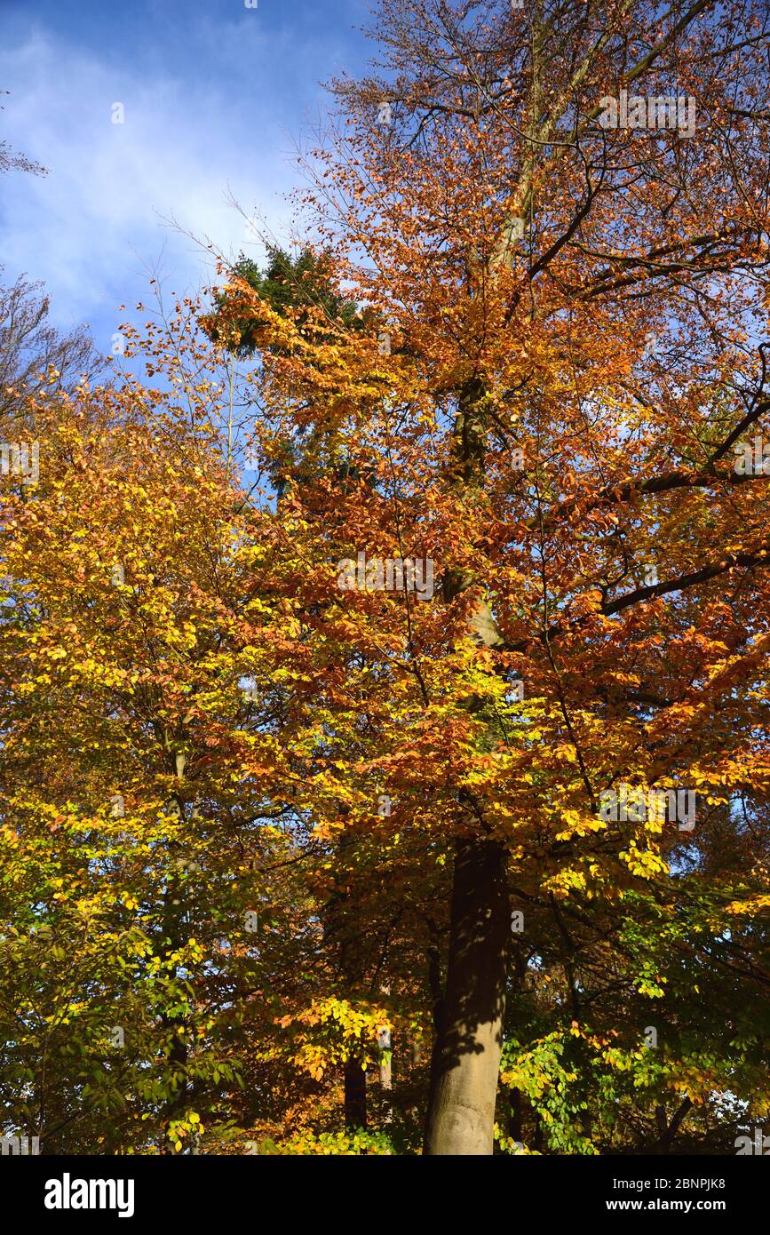 Dry deciduous forest hi-res stock photography and images - Alamy