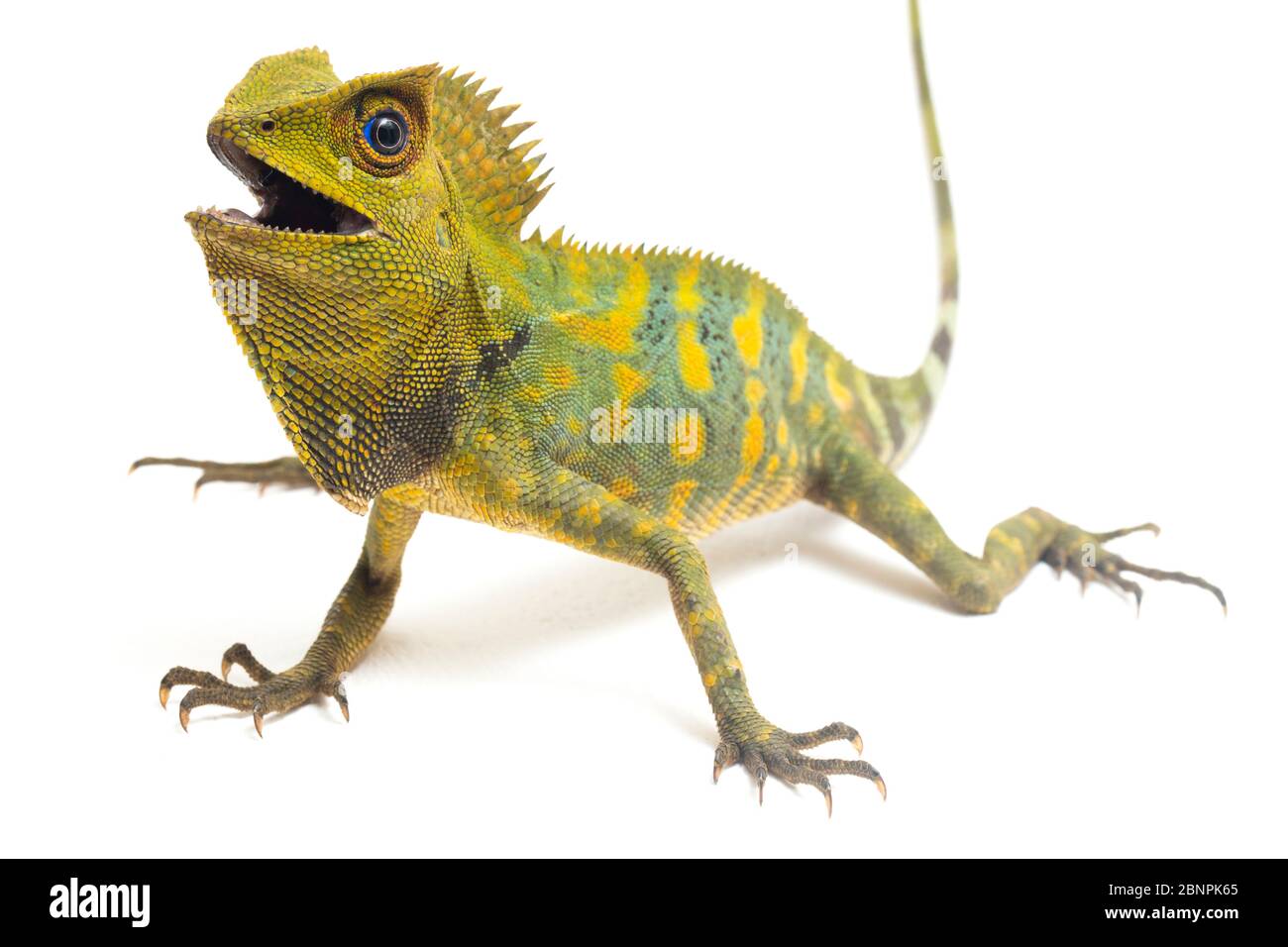 Chameleon forest dragon / Gonocephalus chamaeleontinus isolated on ...
