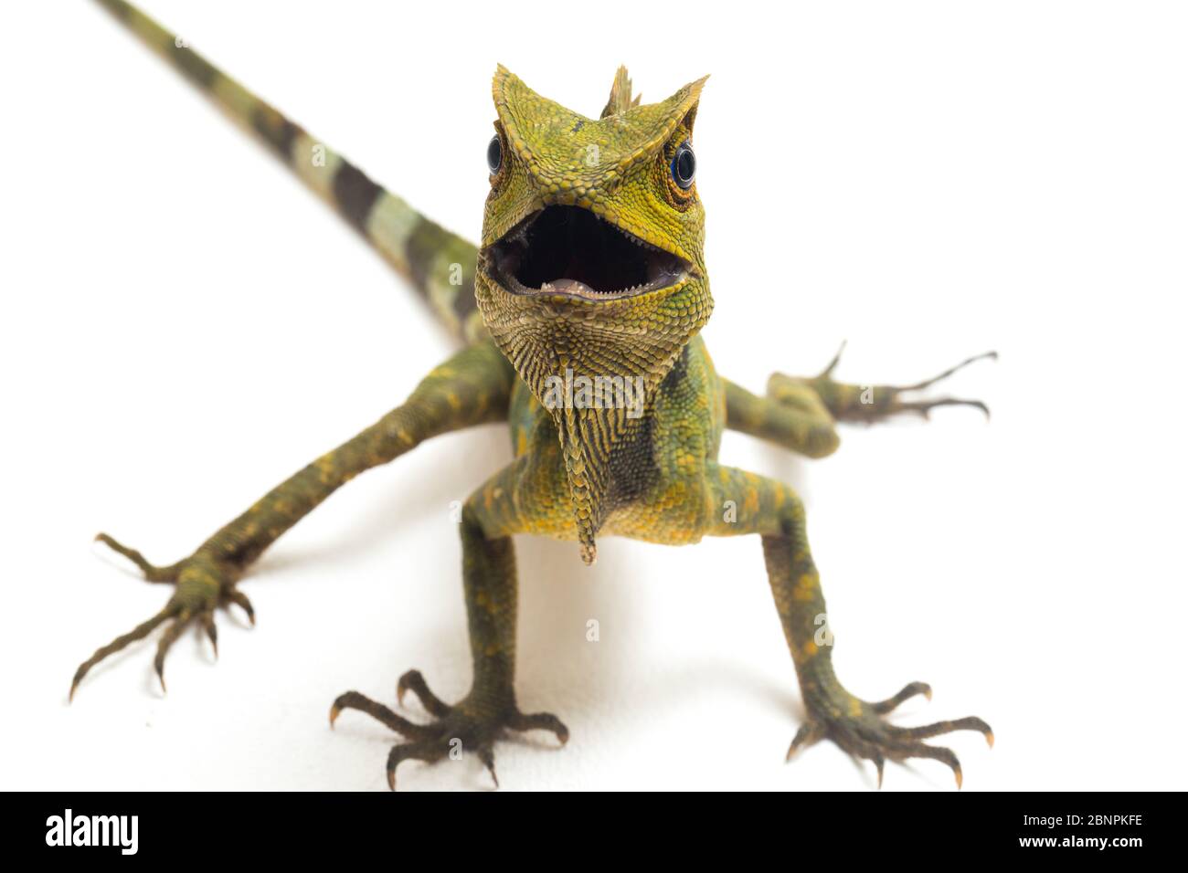 Chameleon forest dragon / Gonocephalus chamaeleontinus isolated on ...