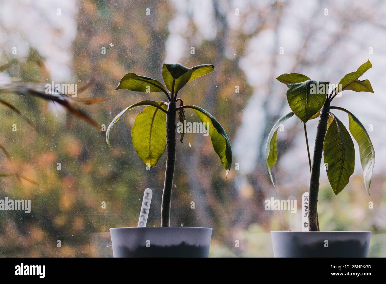 Frangipani Pot High Resolution Stock Photography and Images - Alamy