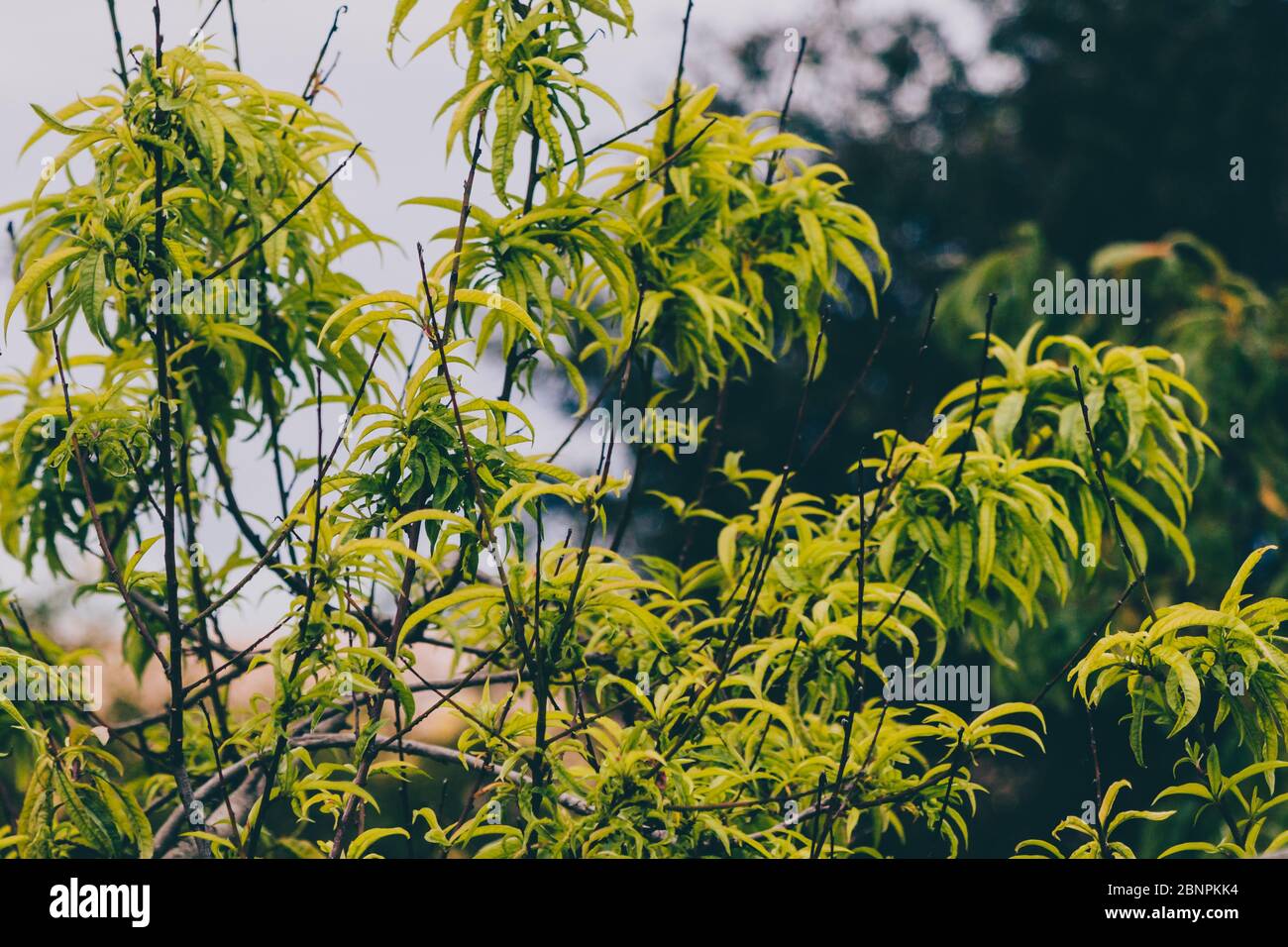 small fruit tree with light green leaves outdoor in a backyard shot at ...