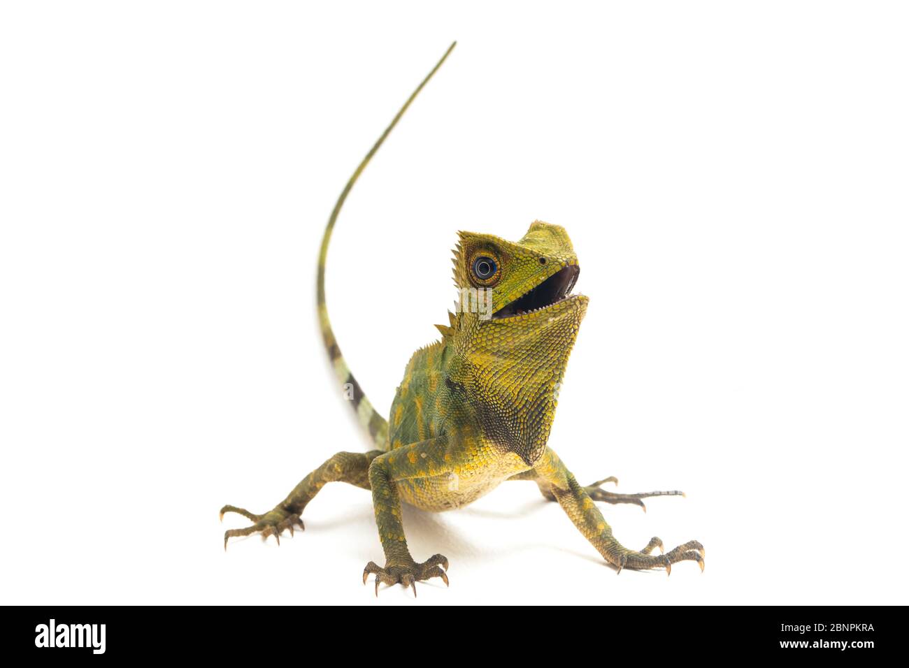 Chameleon forest dragon / Gonocephalus chamaeleontinus isolated on ...