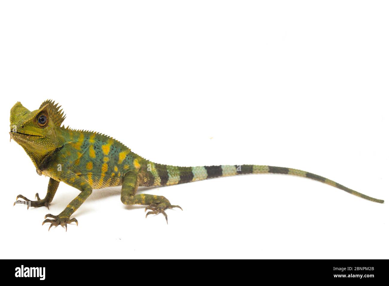 Chameleon forest dragon / Gonocephalus chamaeleontinus isolated on ...
