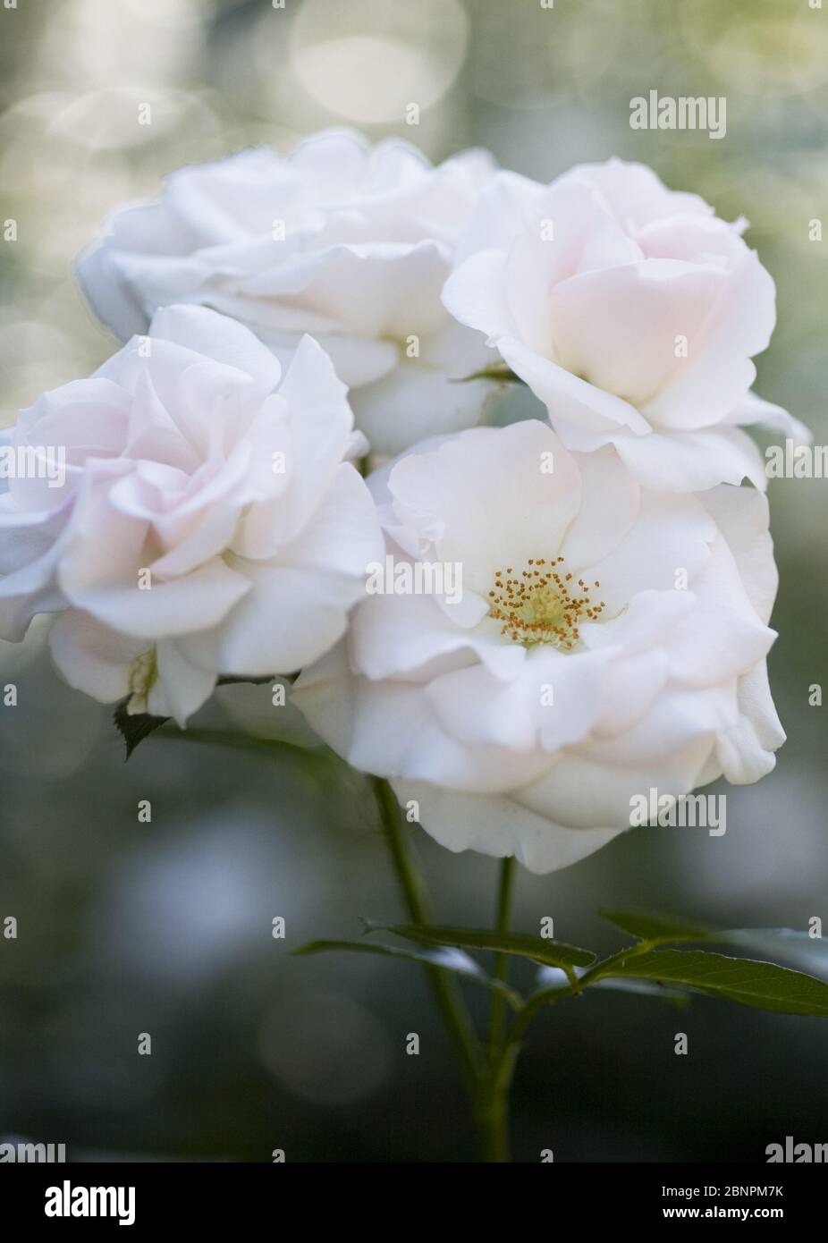 Rosebush hi-res stock photography and images - Alamy