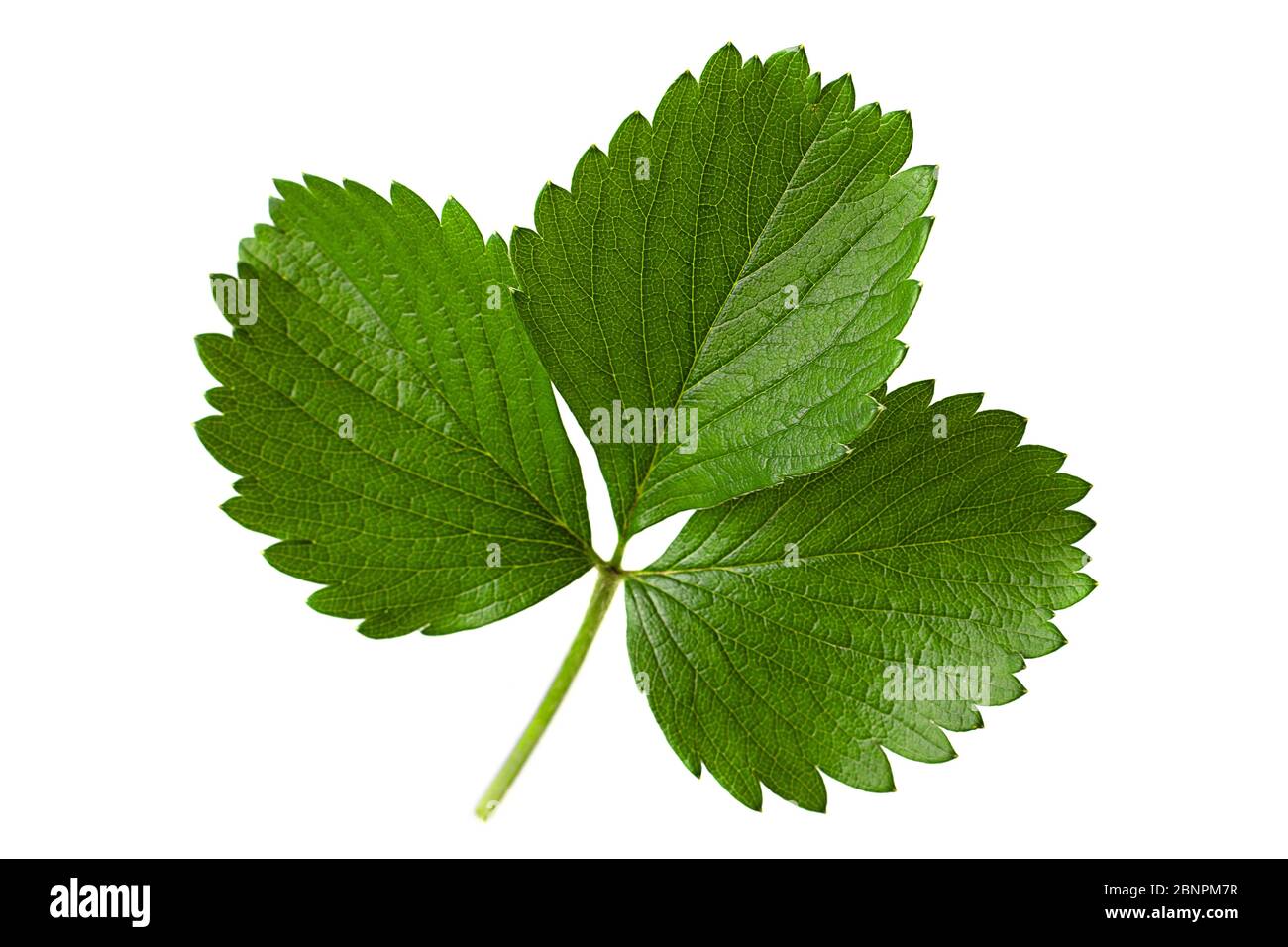 Strawberry leaf closeup isolated on white background Stock Photo - Alamy