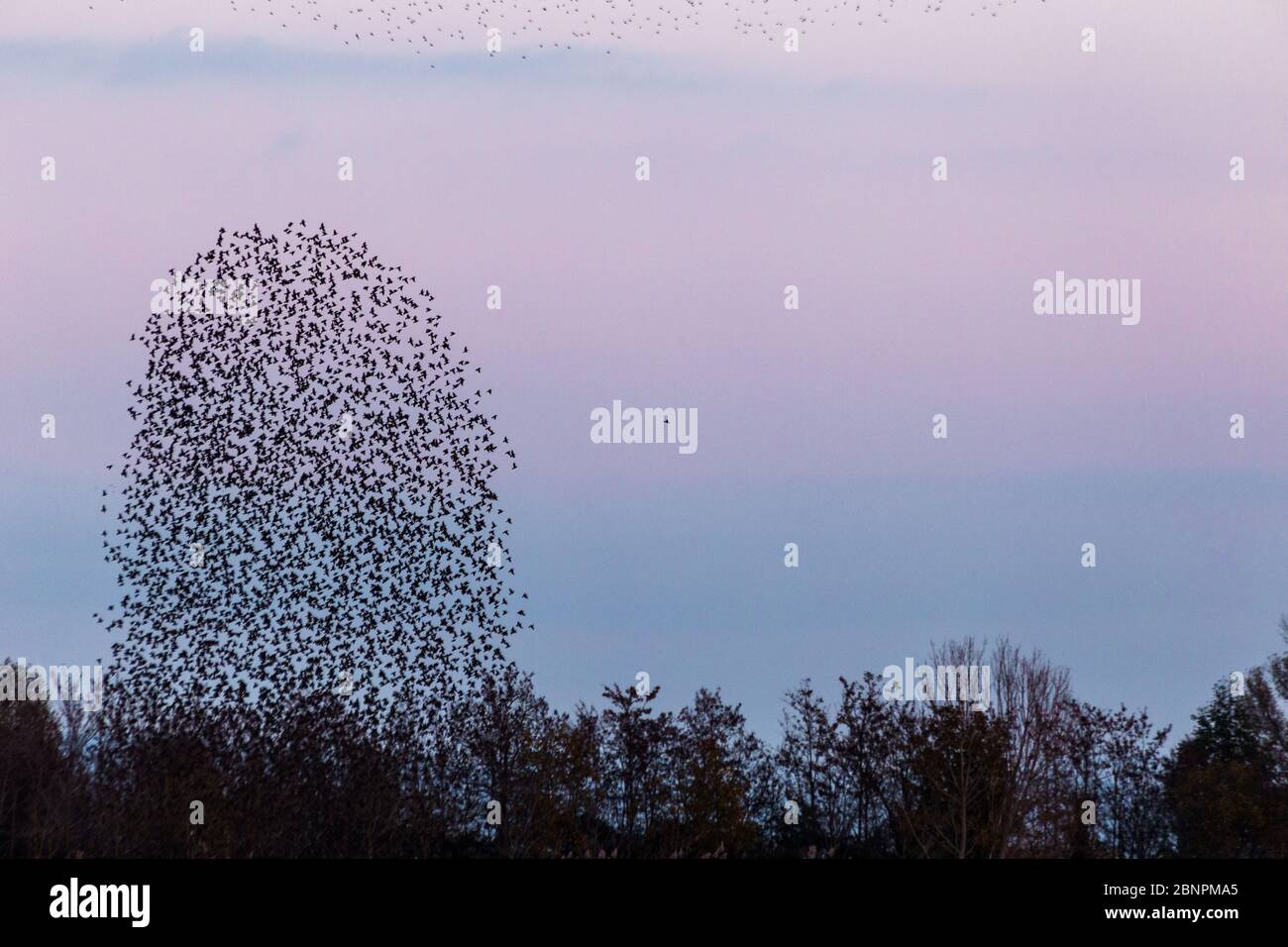 Flock of birds making a beautiful shape in the sky, above some trees ...