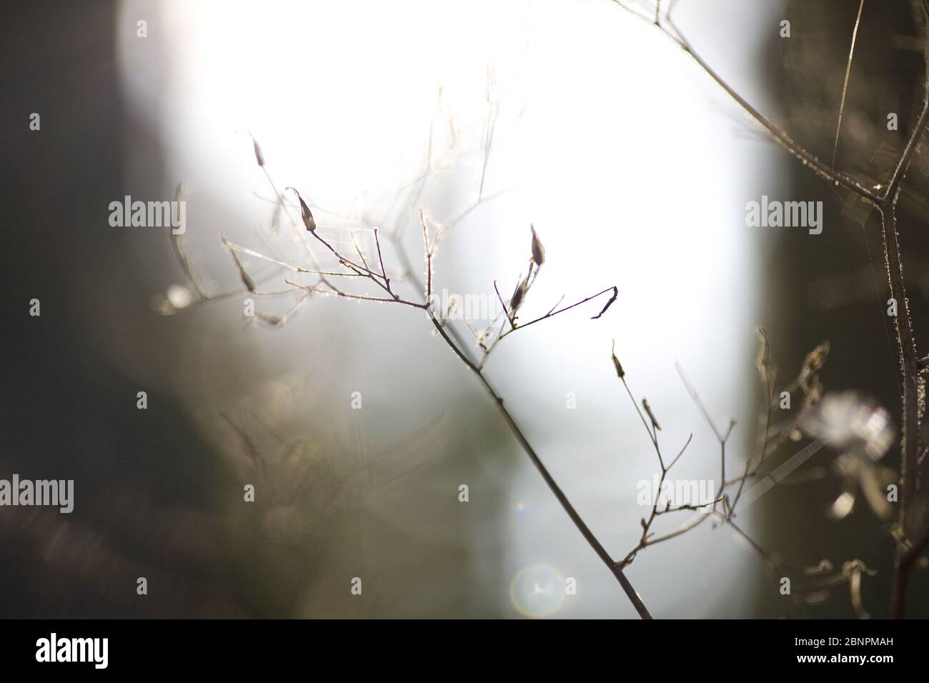Absorbed by light hi-res stock photography and images - Alamy