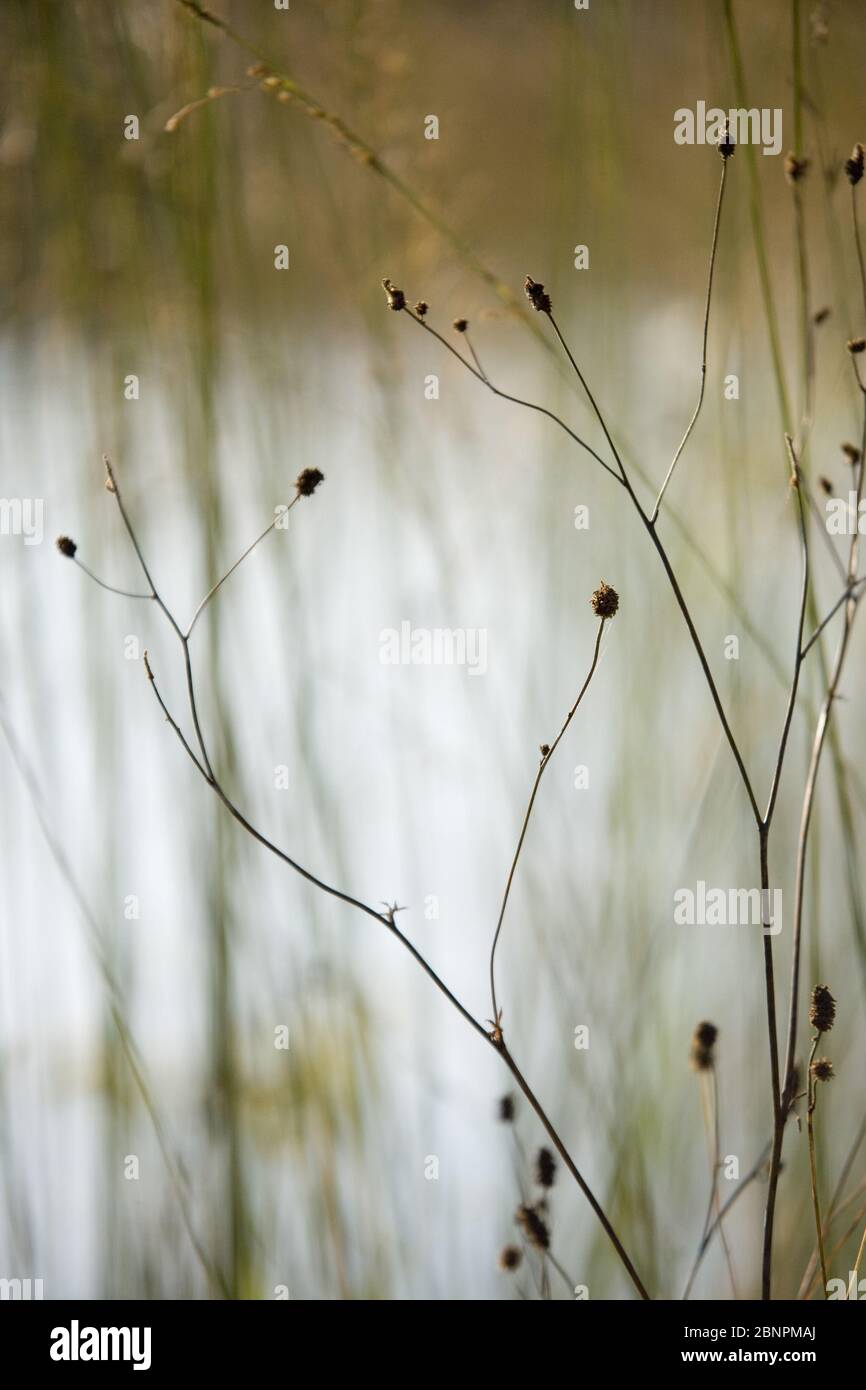 Grasses against the light Stock Photo - Alamy