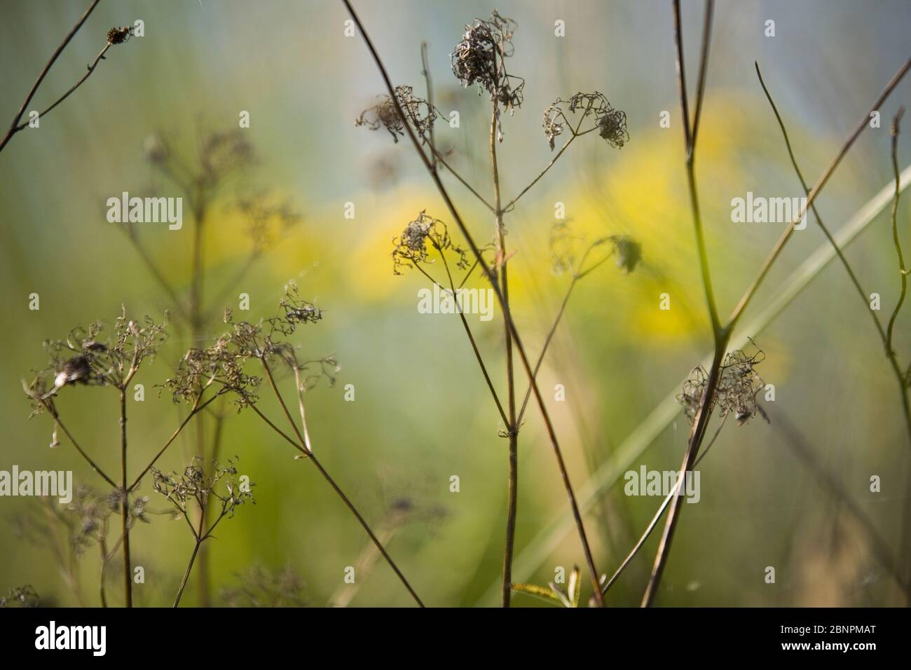 Wispy grasses hi-res stock photography and images - Alamy