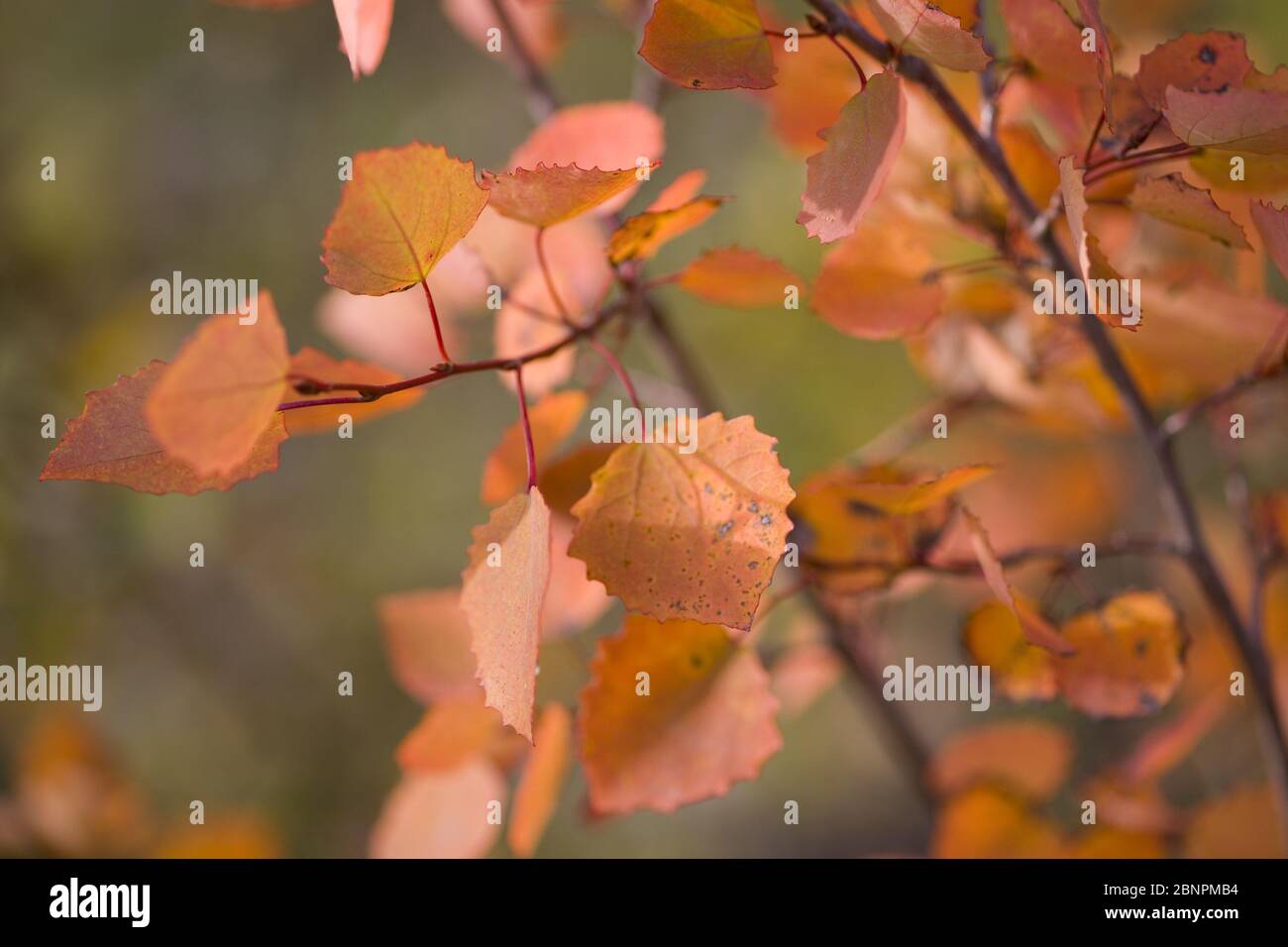 Wispy leaves hi-res stock photography and images - Alamy