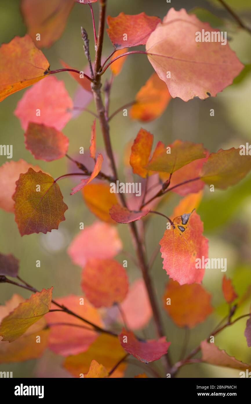 Wispy leaves hi-res stock photography and images - Alamy