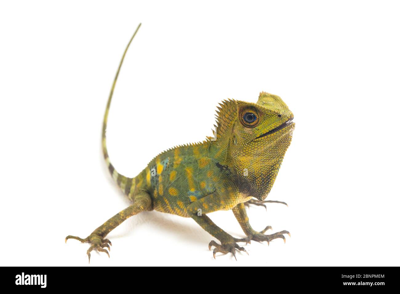Chameleon forest dragon / Gonocephalus chamaeleontinus isolated on ...