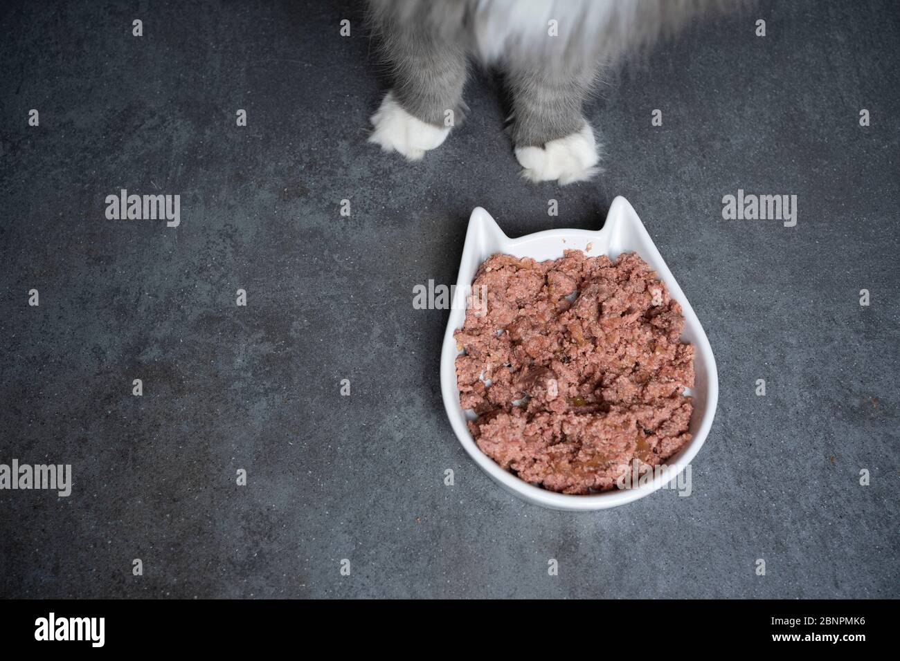 cat paws standing beside feeding dish with wet pet food and copy space ...