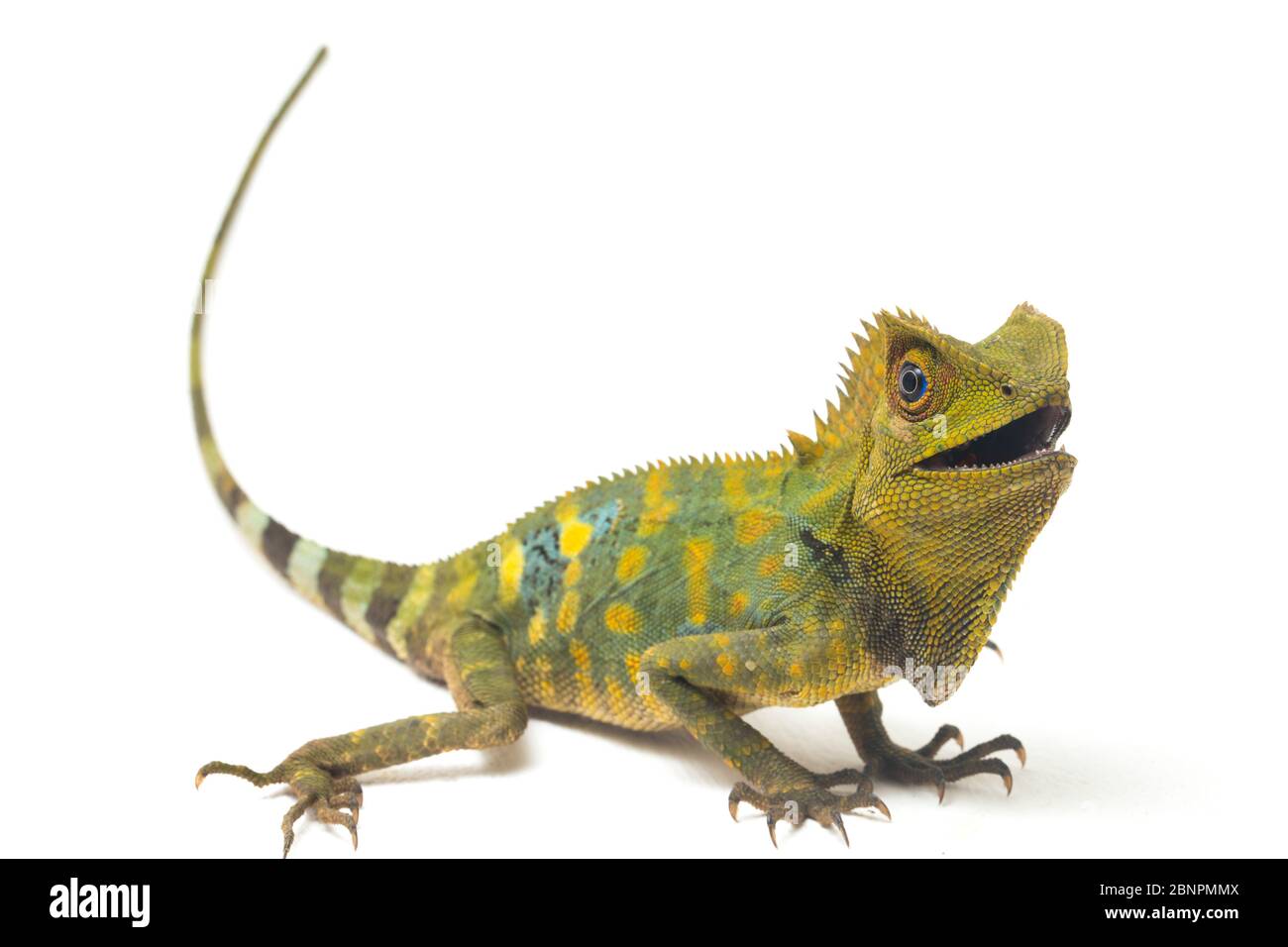 Chameleon forest dragon / Gonocephalus chamaeleontinus isolated on ...