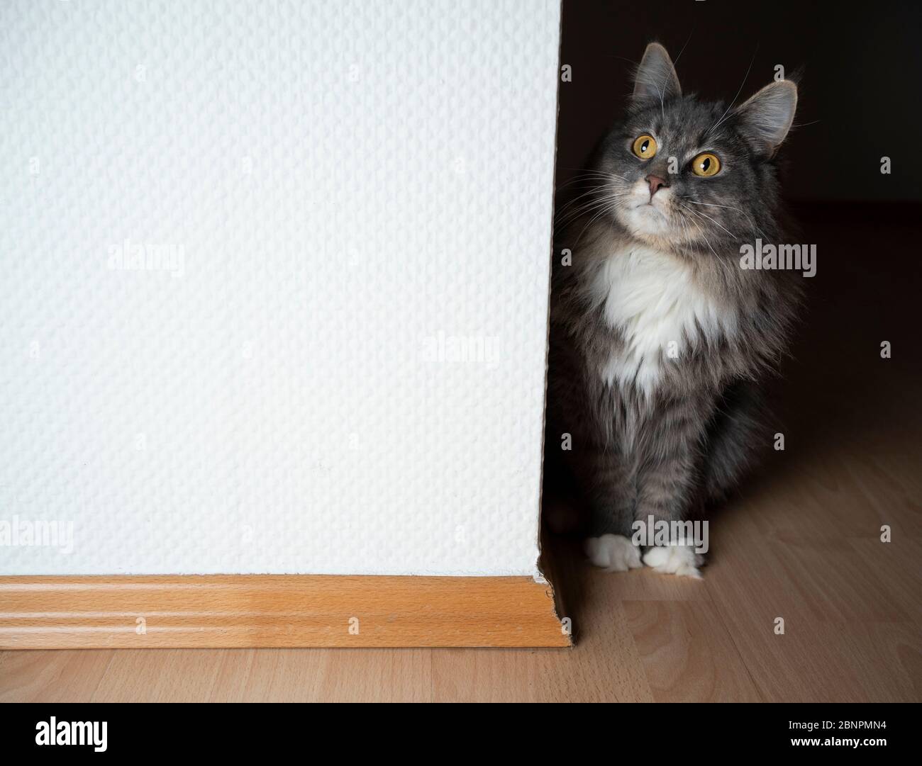cute blue tabby maine coon cat standing behind corner looking curiously ...