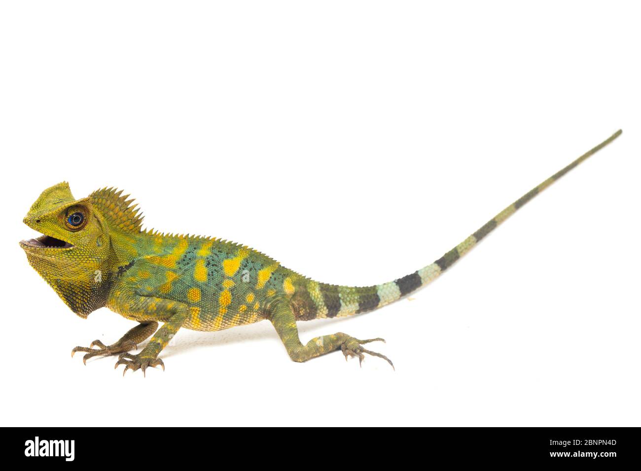 Chameleon forest dragon / Gonocephalus chamaeleontinus isolated on ...