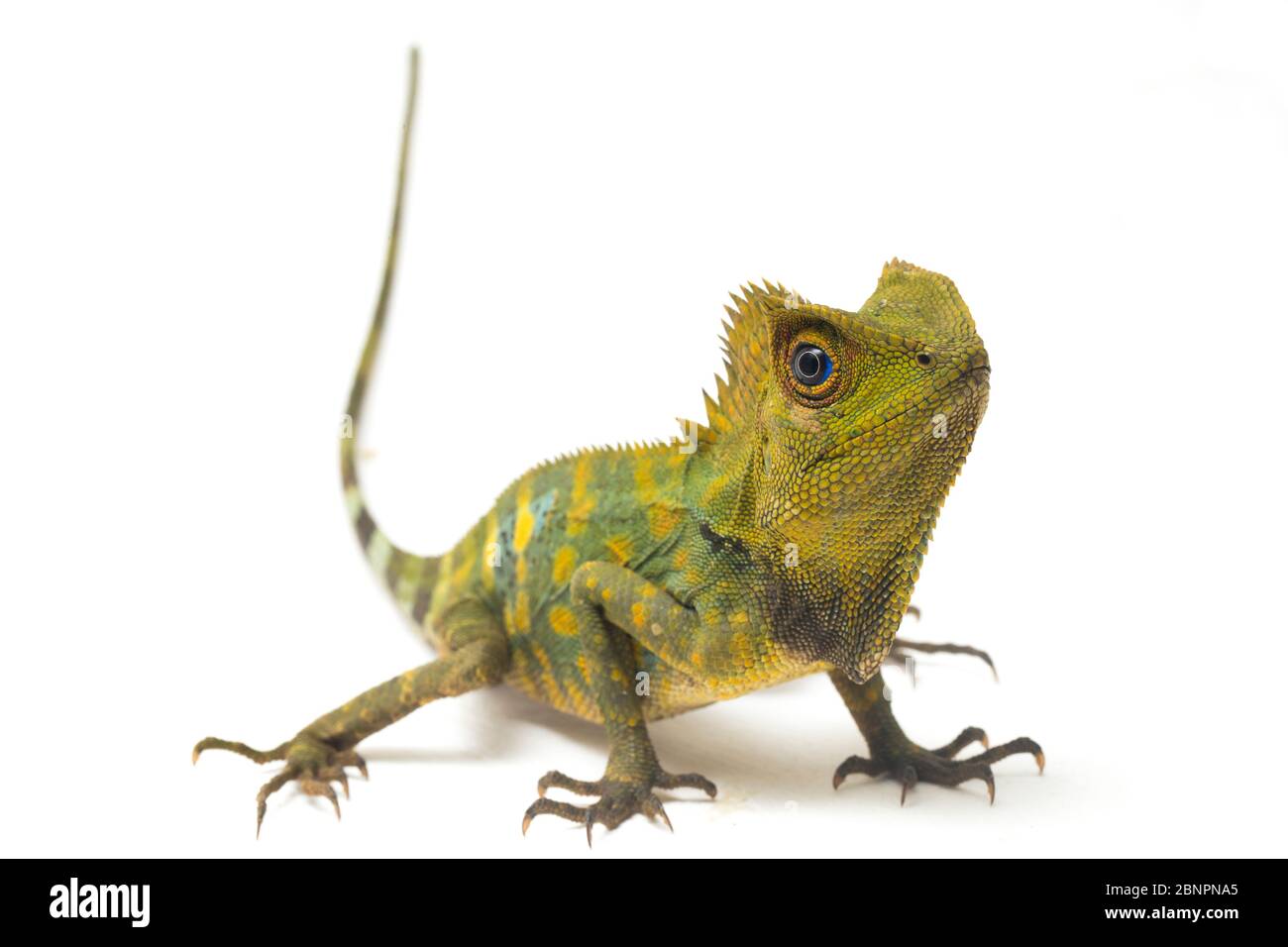 Chameleon forest dragon / Gonocephalus chamaeleontinus isolated on ...
