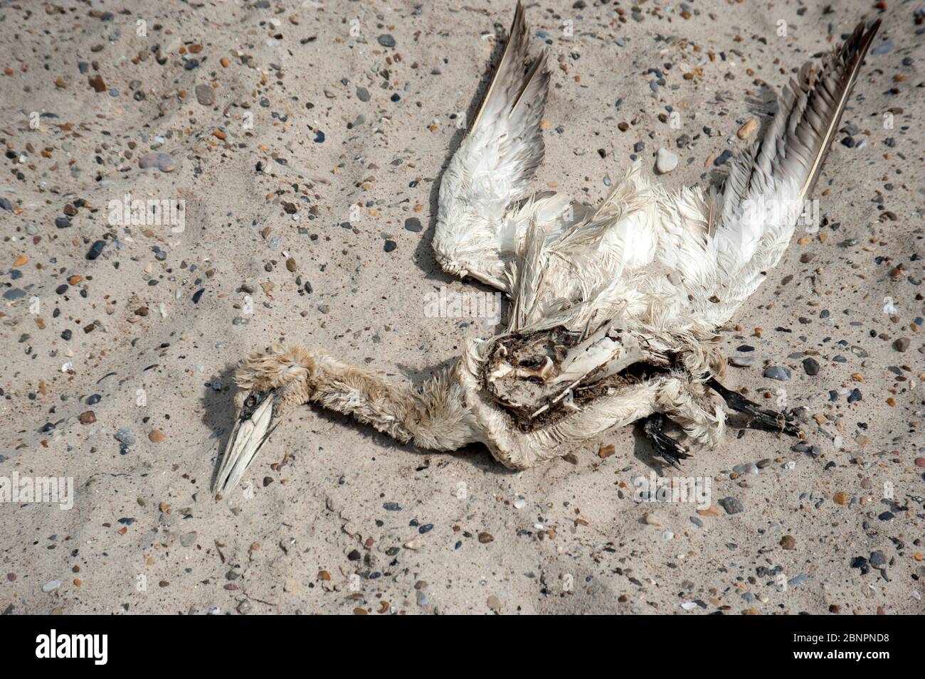 Denmark, North Sea beach, dead bird Stock Photo - Alamy