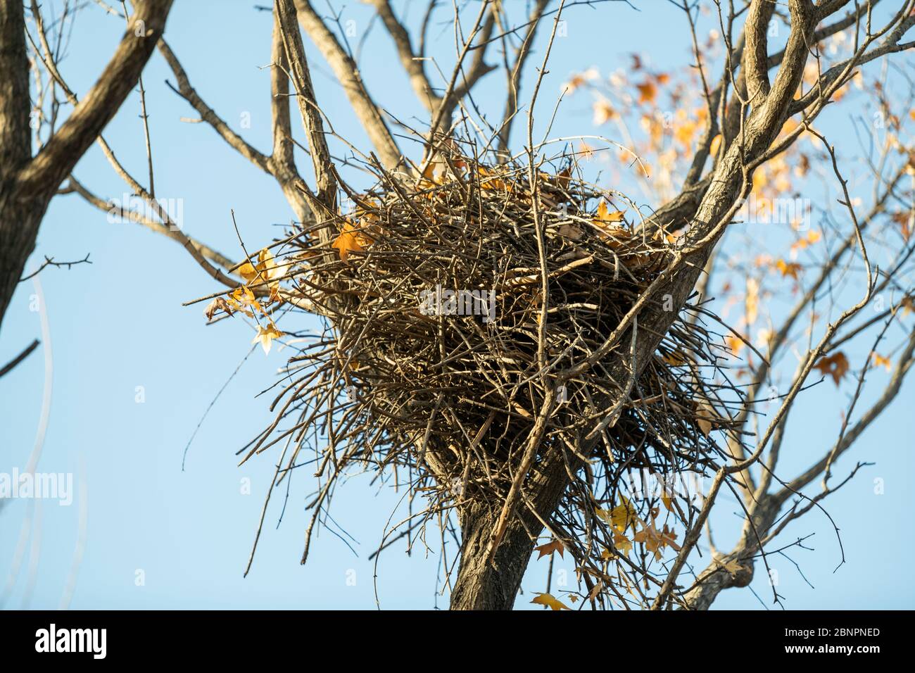 Nests in autumn trees Stock Photo - Alamy