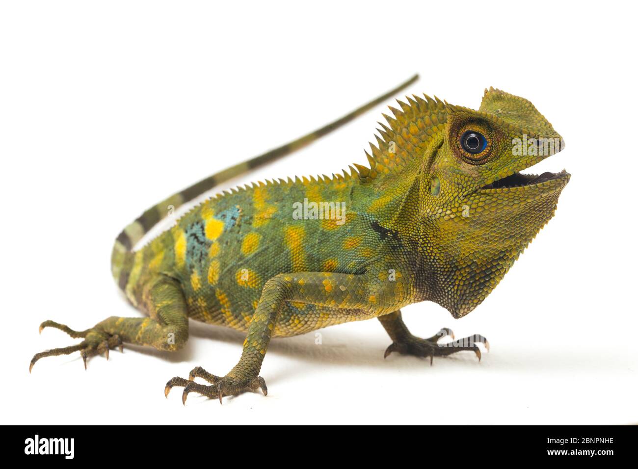 Chameleon forest dragon / Gonocephalus chamaeleontinus isolated on ...