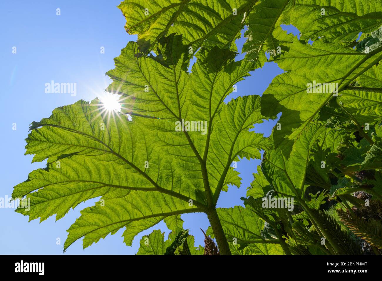 Leaves of Giant Rhubarb, Gunnera manicata, Cornwall, South West England ...