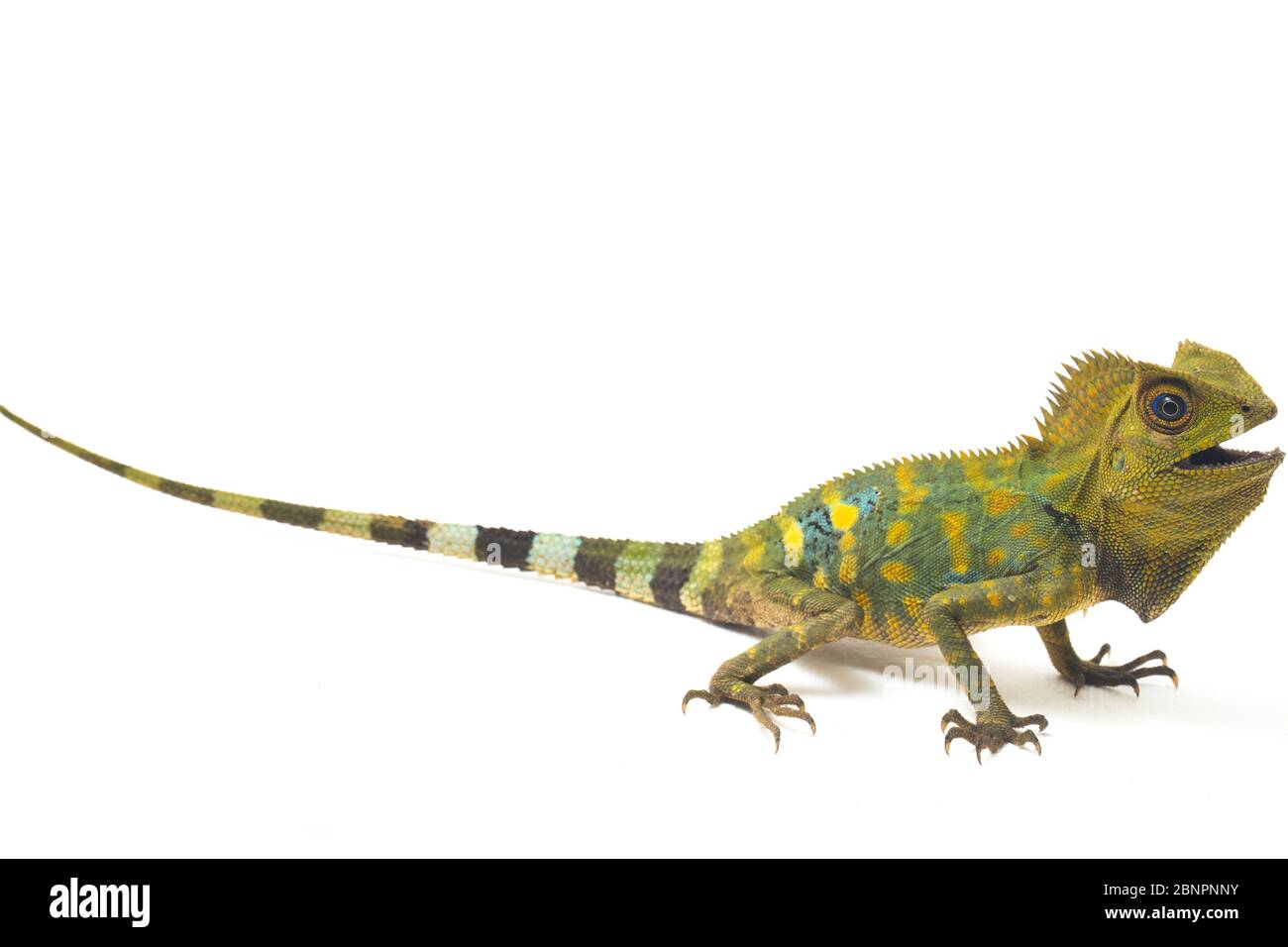 Chameleon forest dragon / Gonocephalus chamaeleontinus isolated on ...