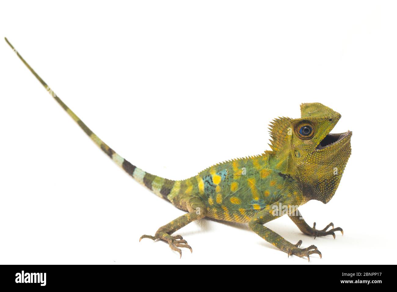 Chameleon forest dragon / Gonocephalus chamaeleontinus isolated on ...