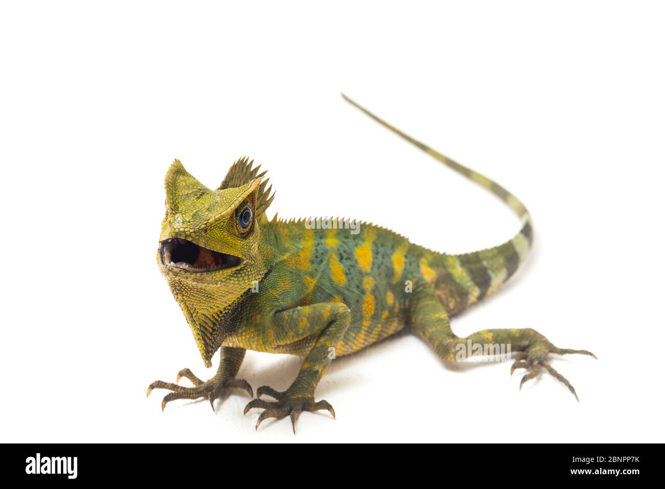 Chameleon forest dragon / Gonocephalus chamaeleontinus isolated on ...