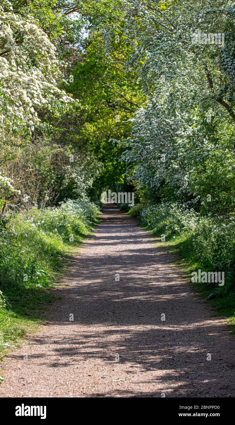 Country lane with arch of trees hi-res stock photography and images - Alamy