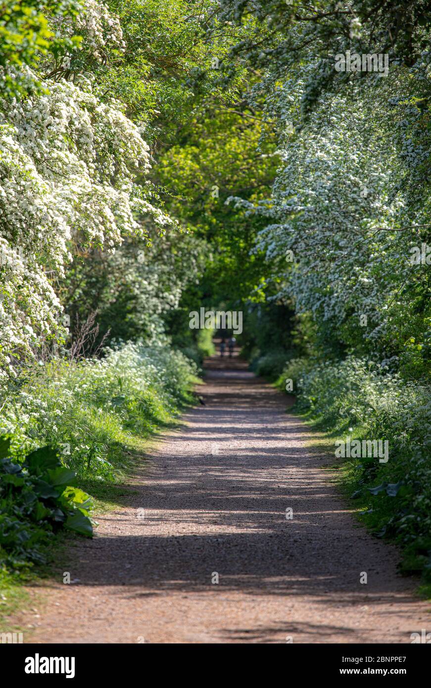 Country lane with arch of trees hi-res stock photography and images - Alamy