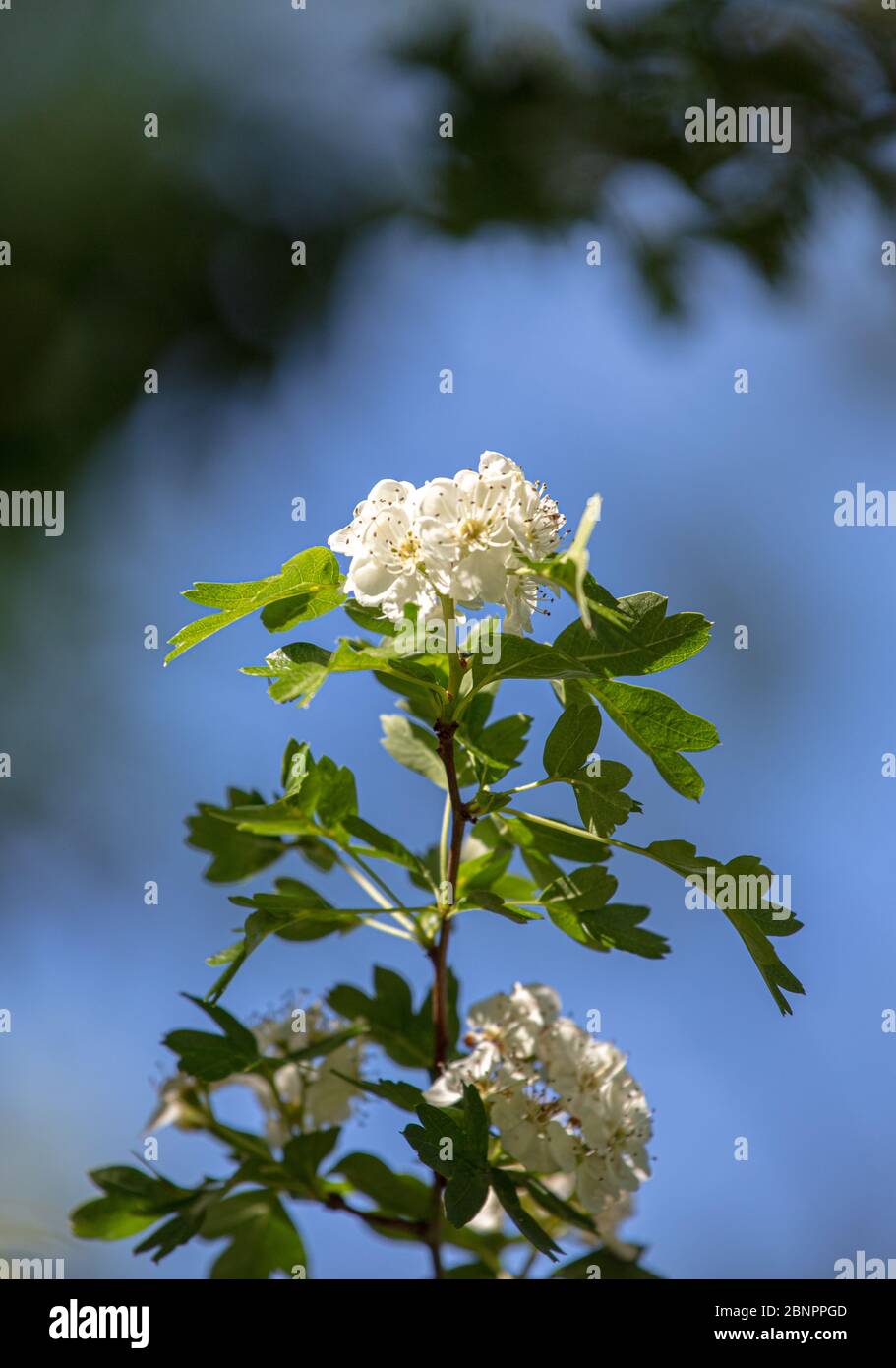 The May Blossom of Hawthorn Stock Photo - Alamy