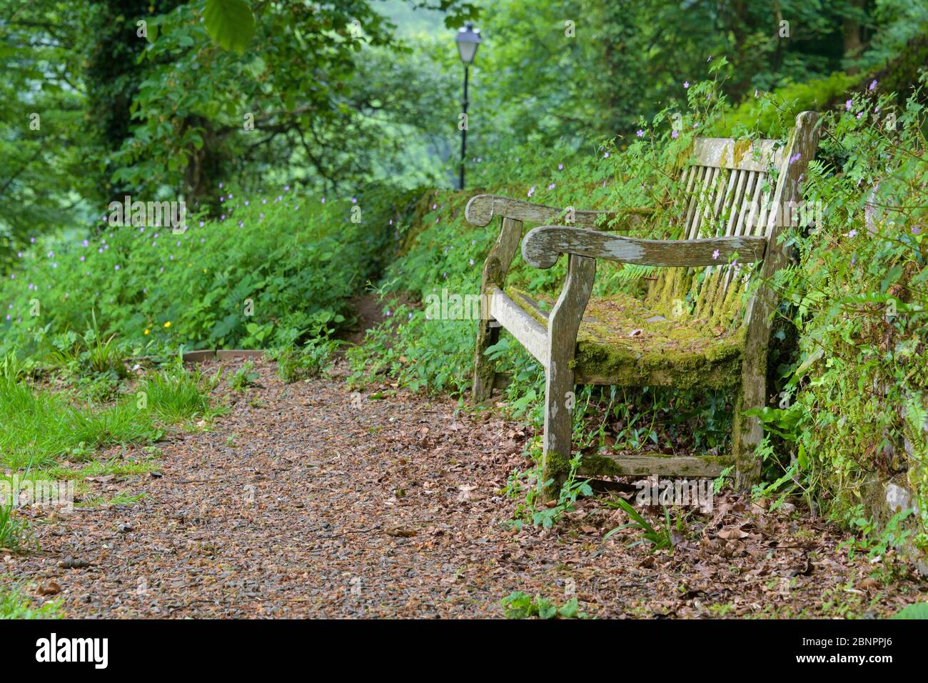 Old mossy wooden bench hi-res stock photography and images - Alamy