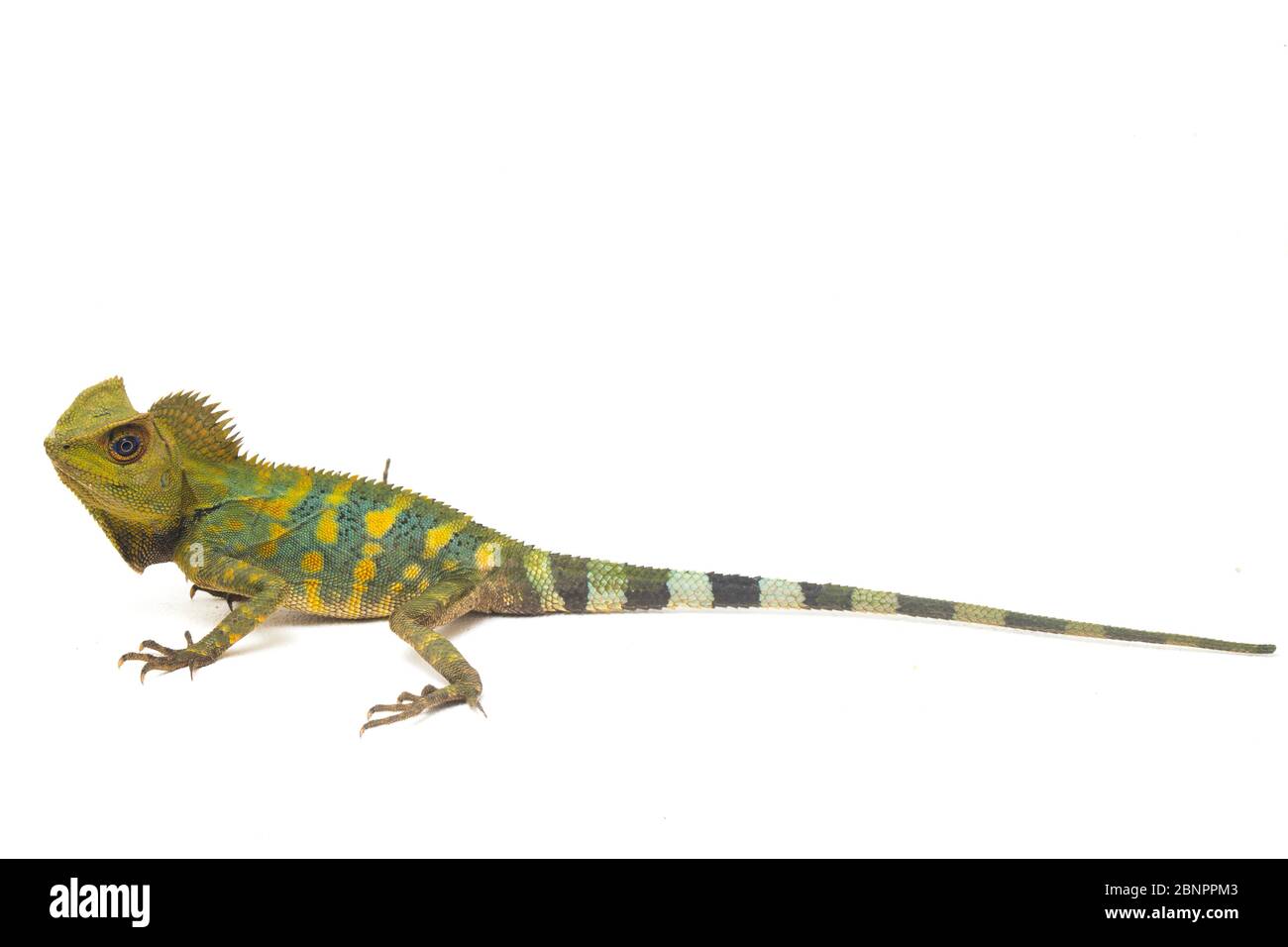 Chameleon forest dragon / Gonocephalus chamaeleontinus isolated on ...