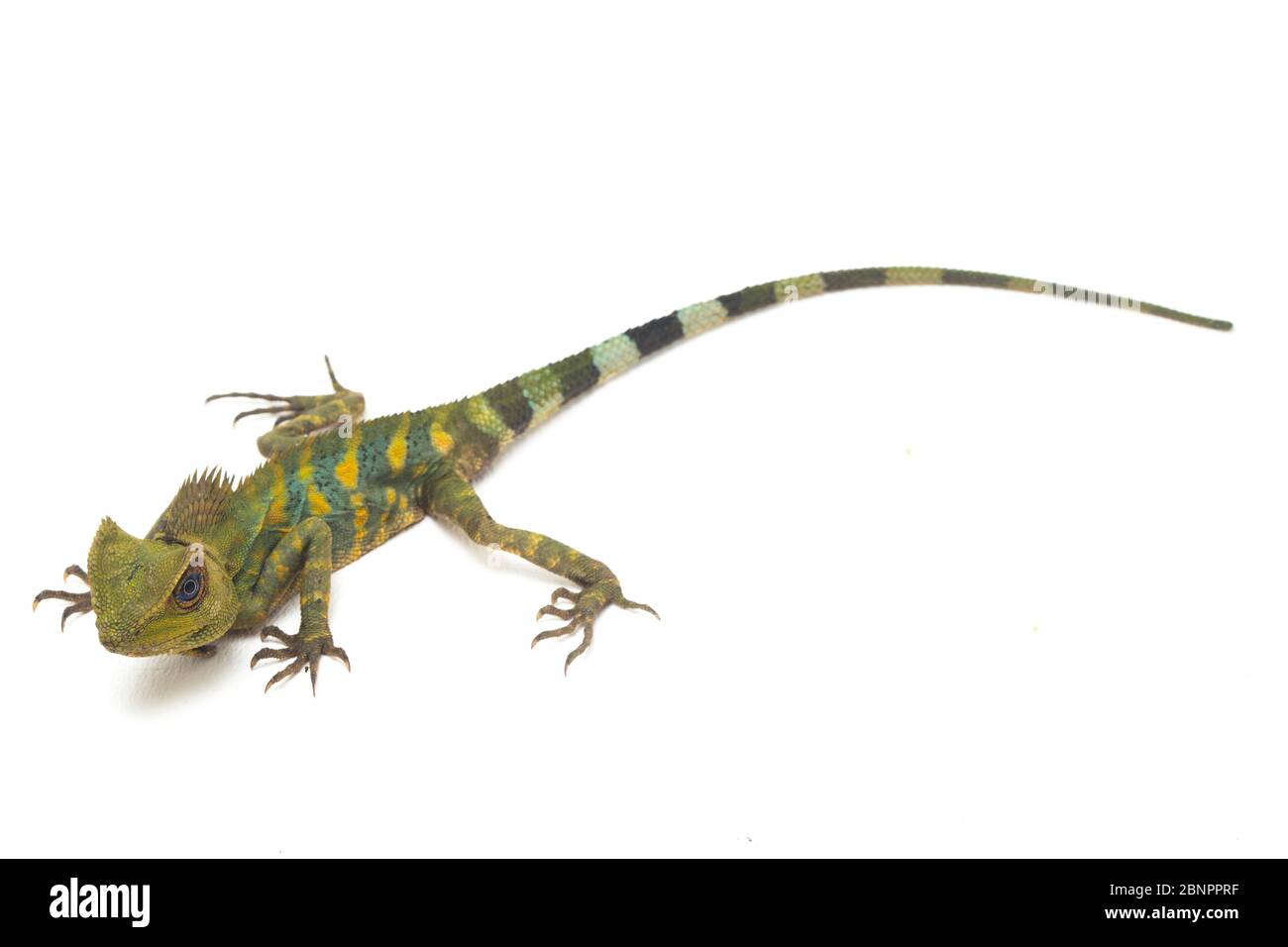 Chameleon forest dragon / Gonocephalus chamaeleontinus isolated on ...