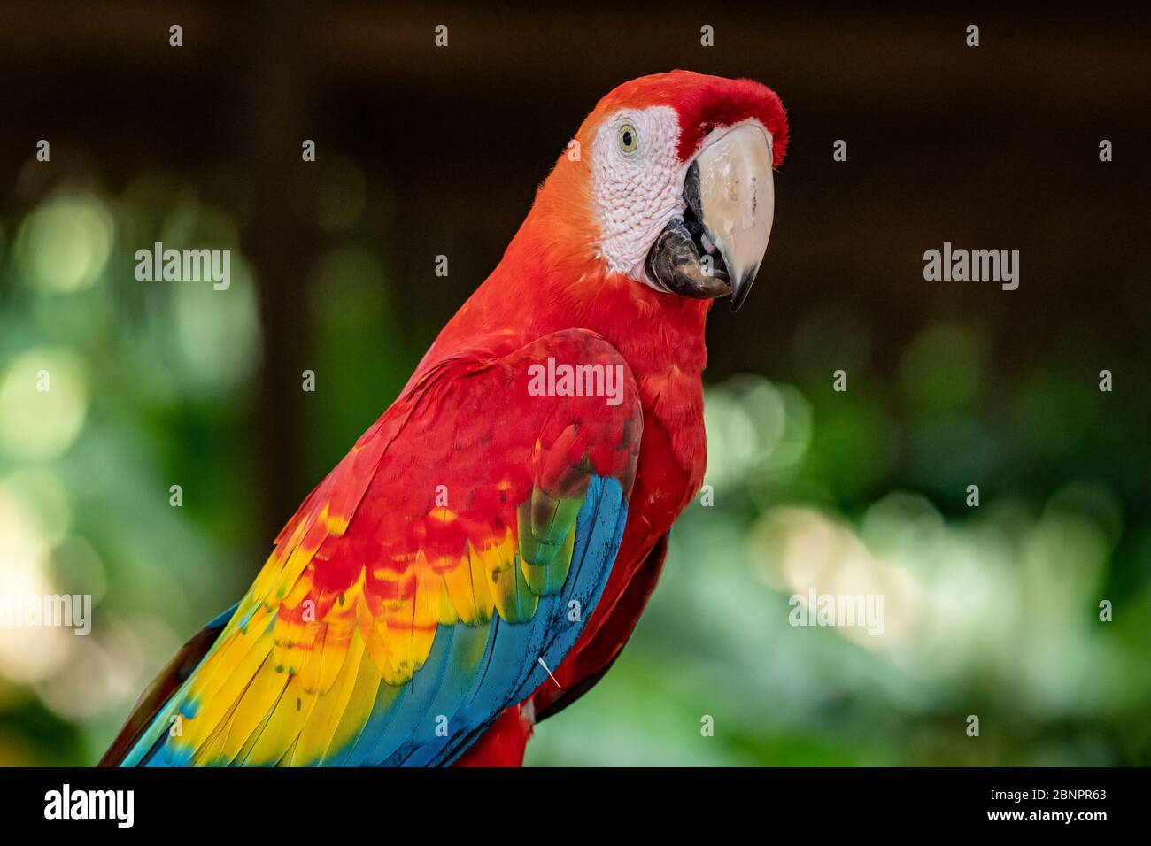 Amazon river scarlet macaw hi-res stock photography and images - Alamy