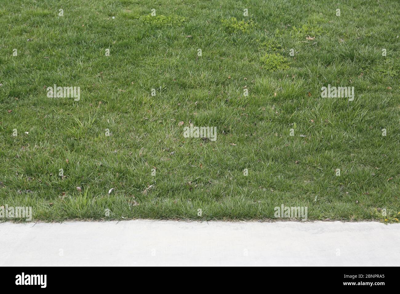 natural green grass texture on road Stock Photo - Alamy