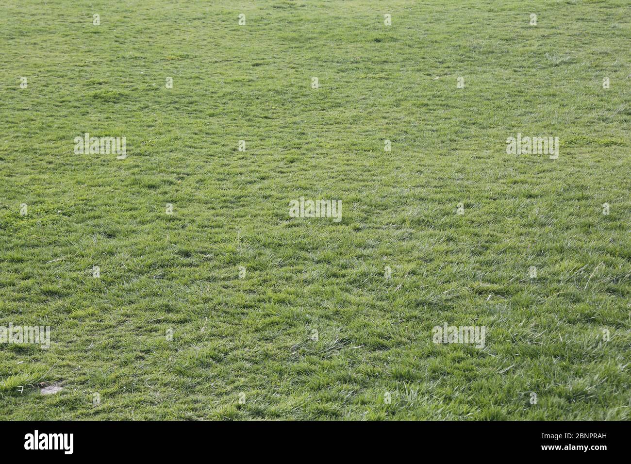 natural green grass texture on road Stock Photo - Alamy