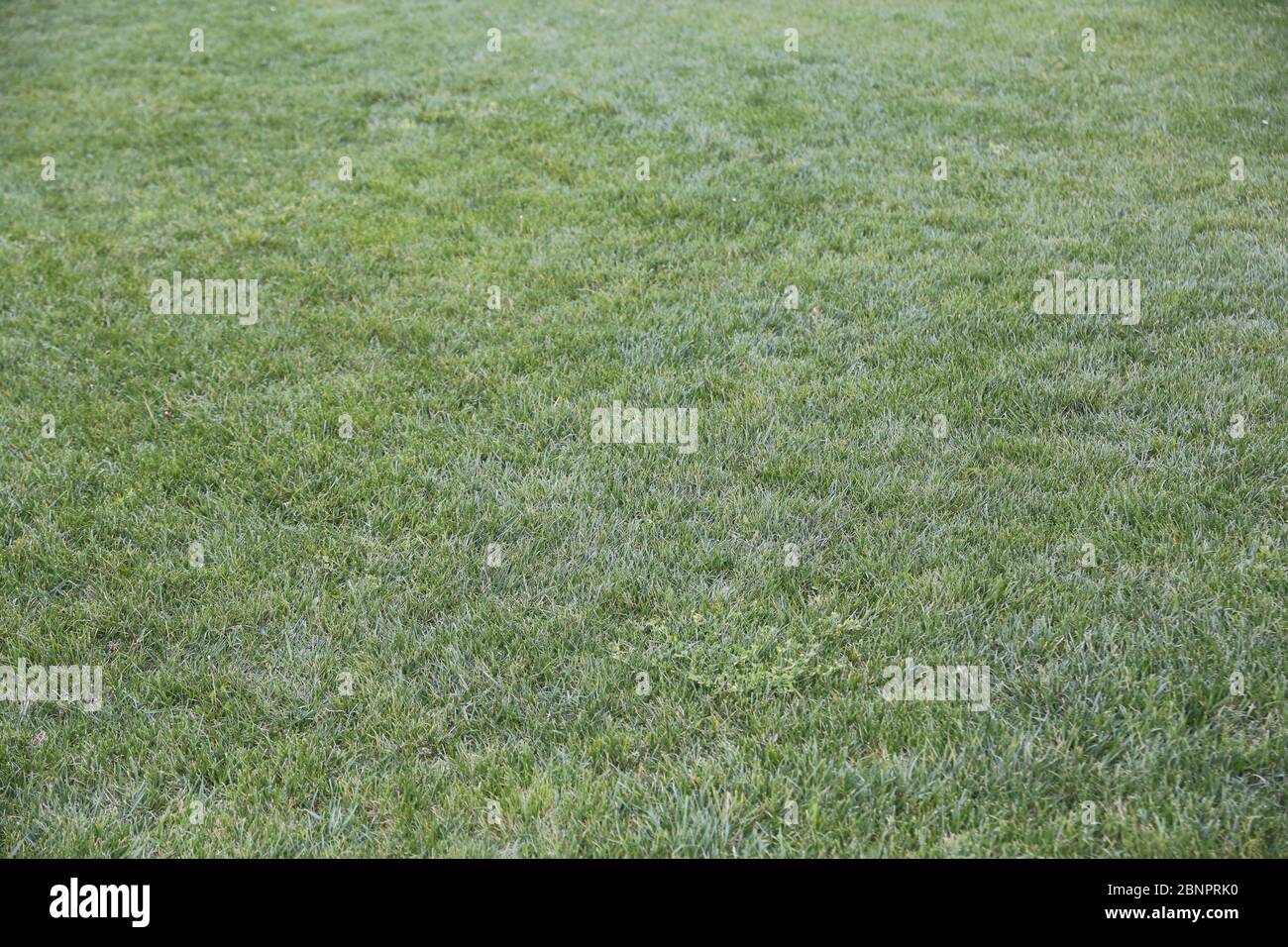 natural green grass texture on road Stock Photo - Alamy