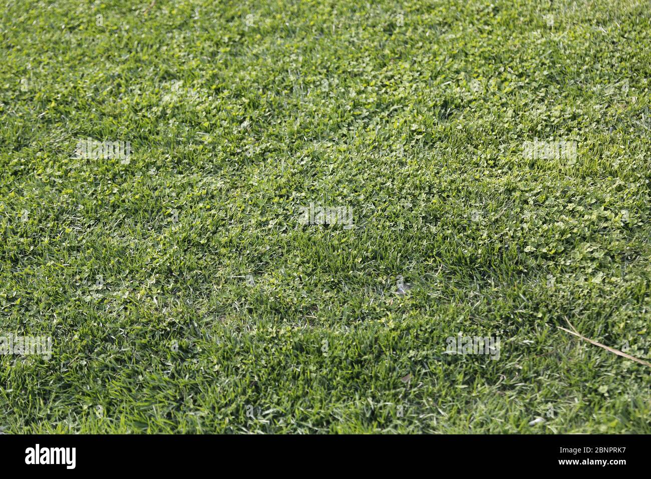 natural green grass texture on road Stock Photo - Alamy