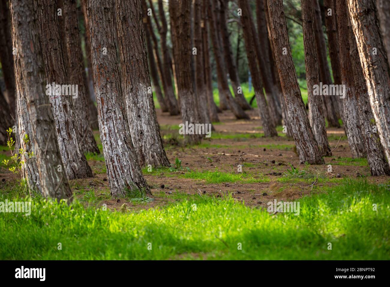 Various tree trunks hi-res stock photography and images - Alamy