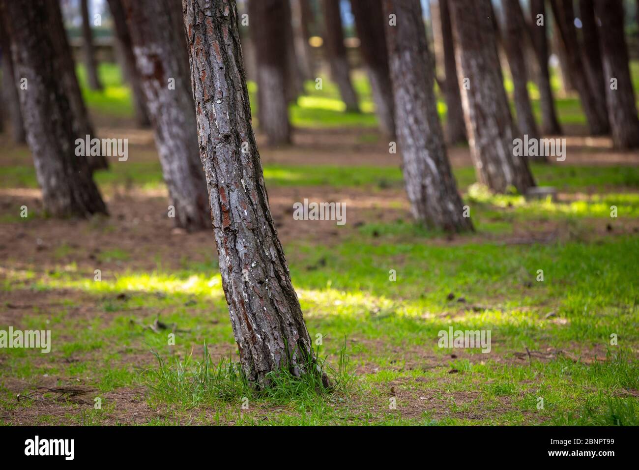 Various tree trunks hi-res stock photography and images - Alamy
