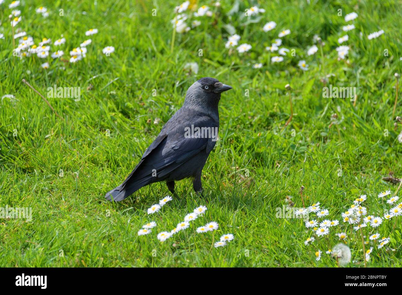 Jackdaw, Corvus monedula Stock Photo - Alamy